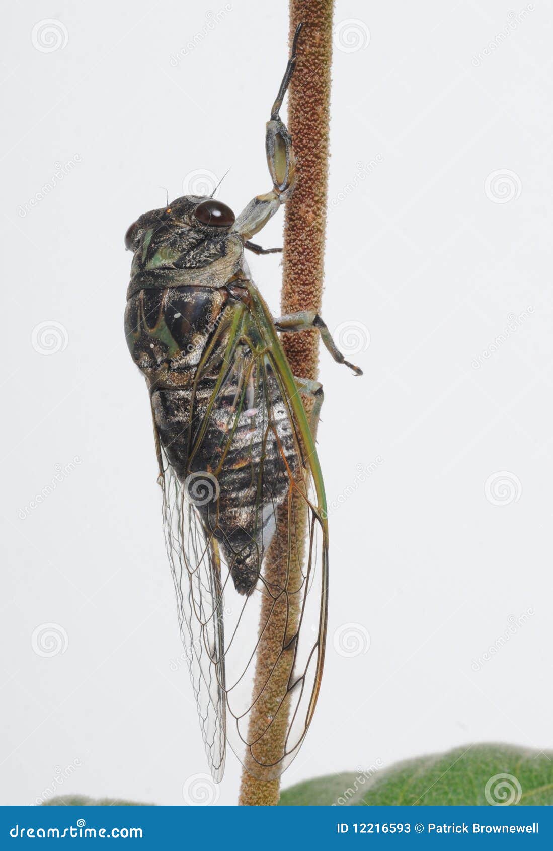 Insect, Cicada stock image. Image of wing, grasping, cicada - 12216593
