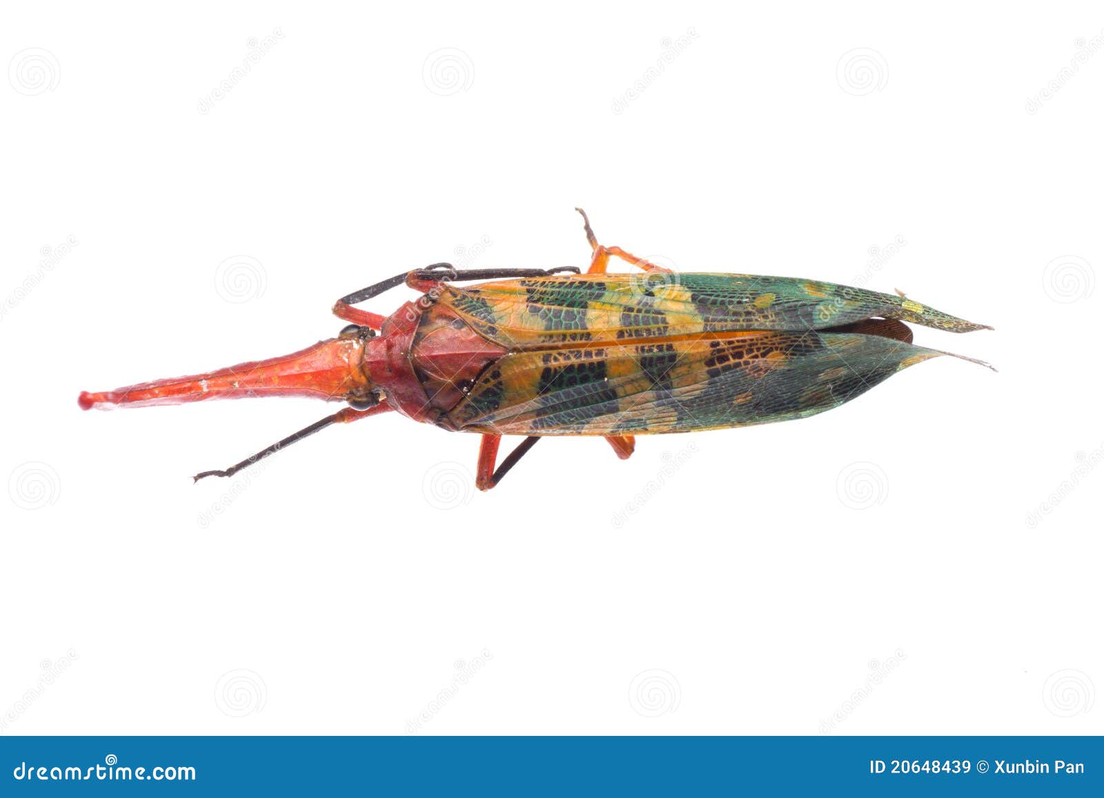 Insect cicada stock image. Image of lamp, insect, insecta - 20648439