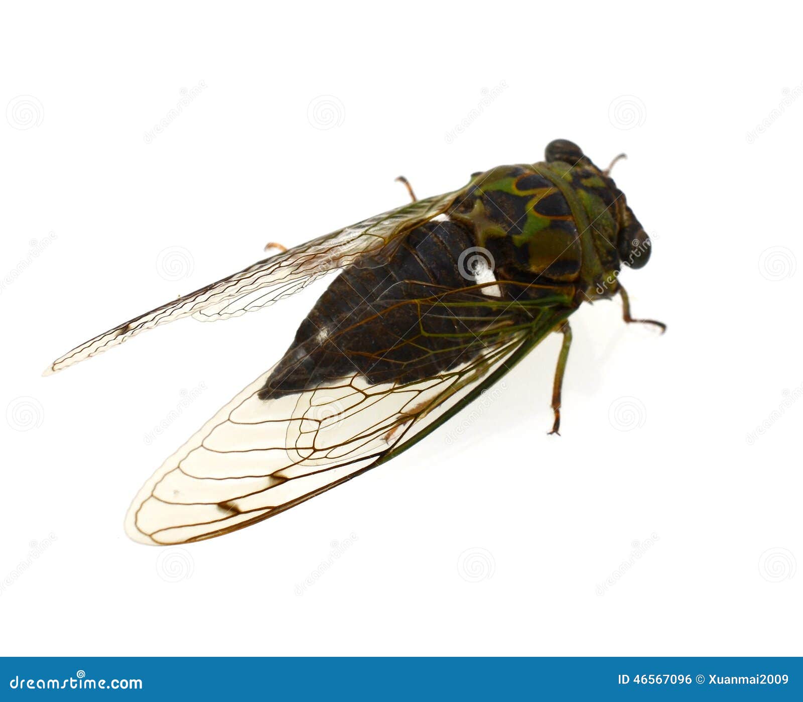 Insect of cicada alive stock photo. Image of white, insect - 46567096