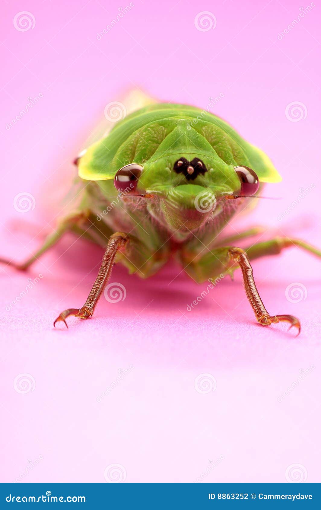 Insect Cicada Bug stock photo. Image of beautiful, macro - 8863252