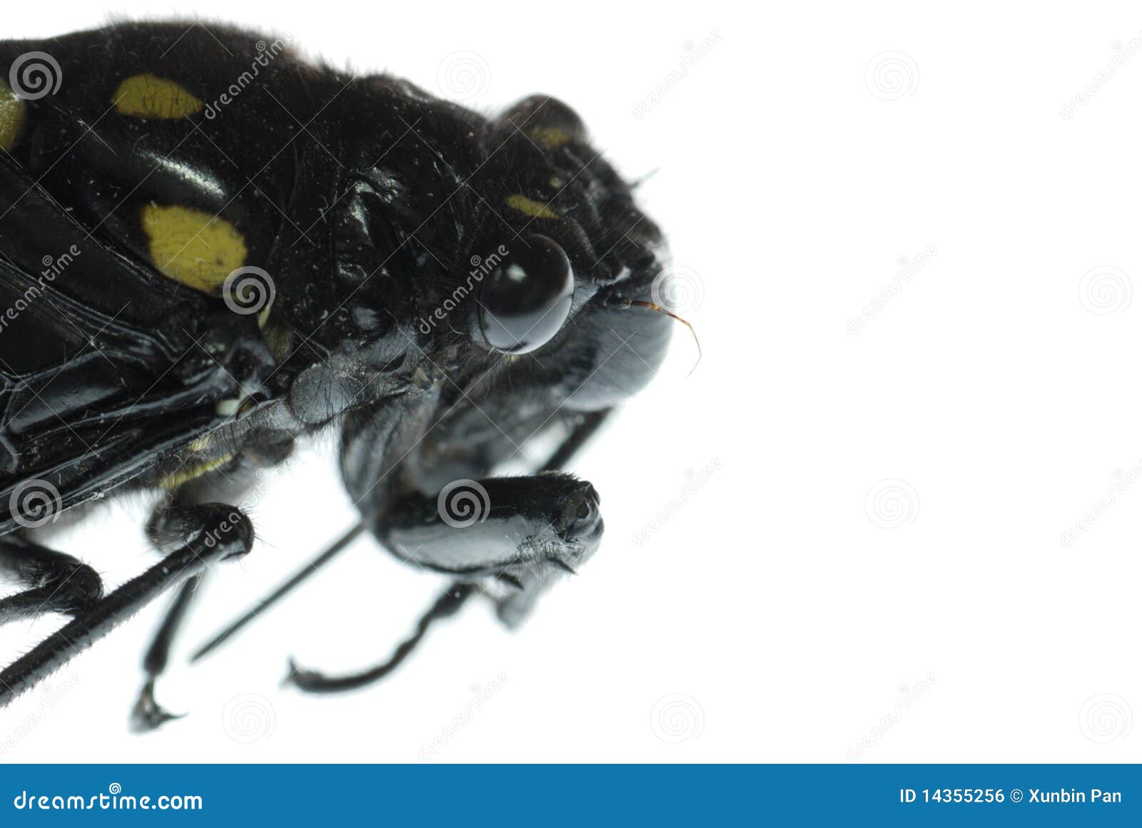 Insect cicada bug isolated stock photo. Image of critter - 14355256