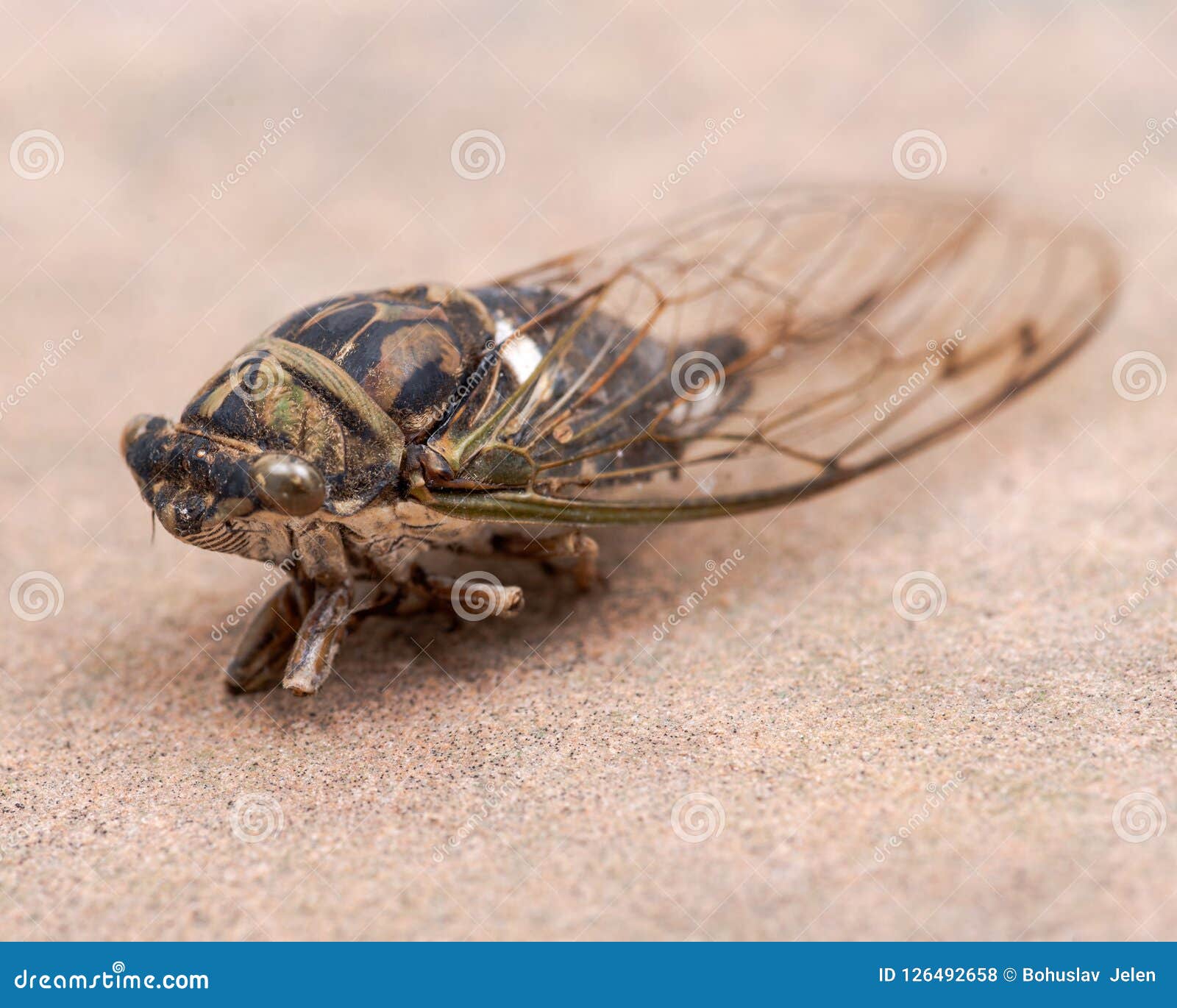 Insect Cicada Cicadoidea stock photo. Image of antenna - 126492658