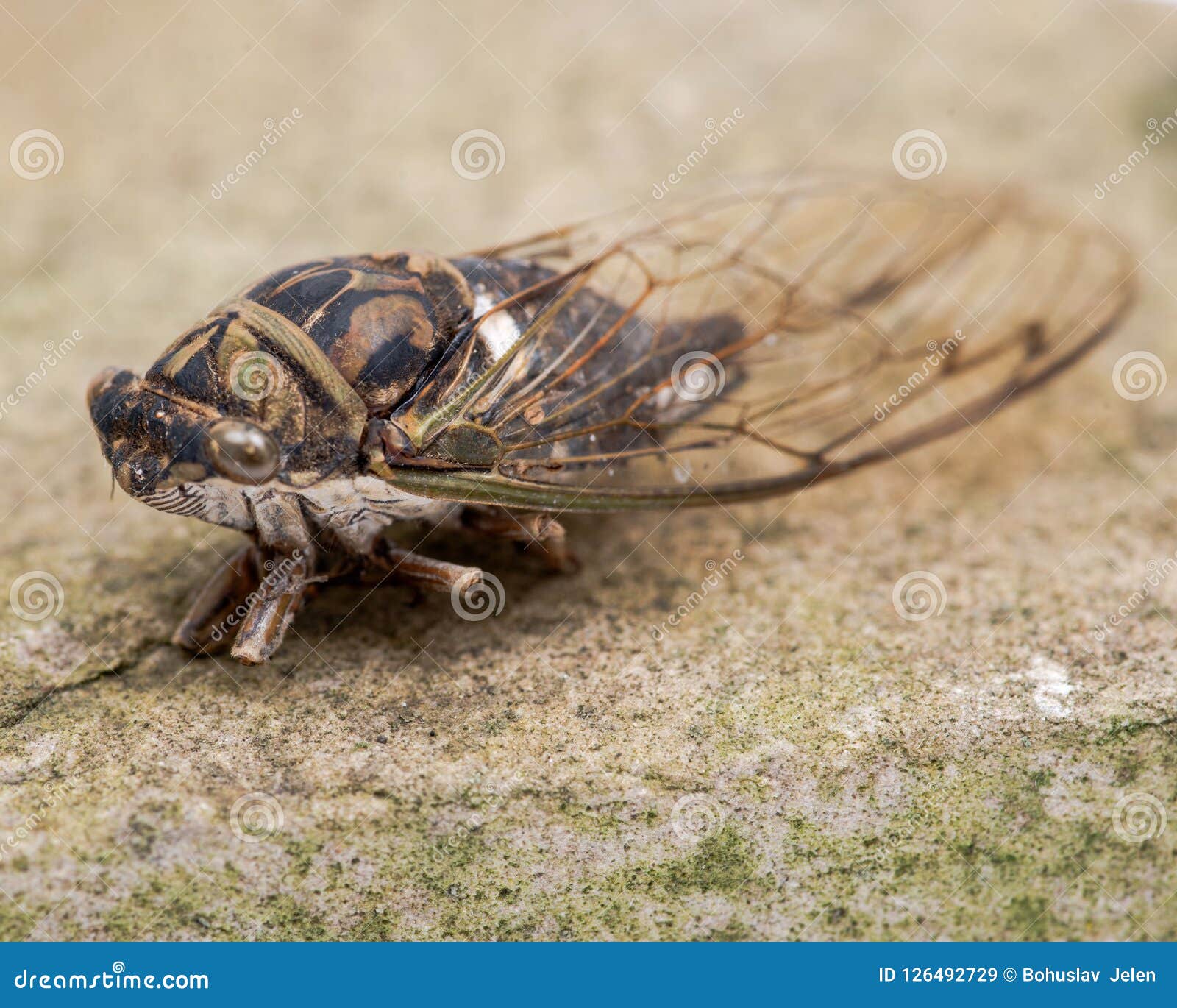 Insect Cicada Cicadoidea stock image. Image of environment - 126492729