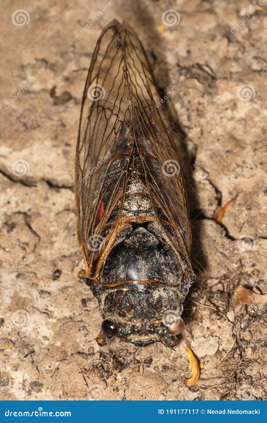 Insect Cicada Cicadoidea. Old Decayed Preparated Insect. Royalty-Free ...