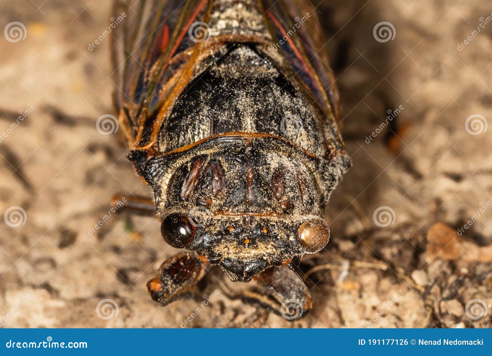 Insect Cicada Cicadoidea. Old Decayed Preparated Insect. Stock Photo ...
