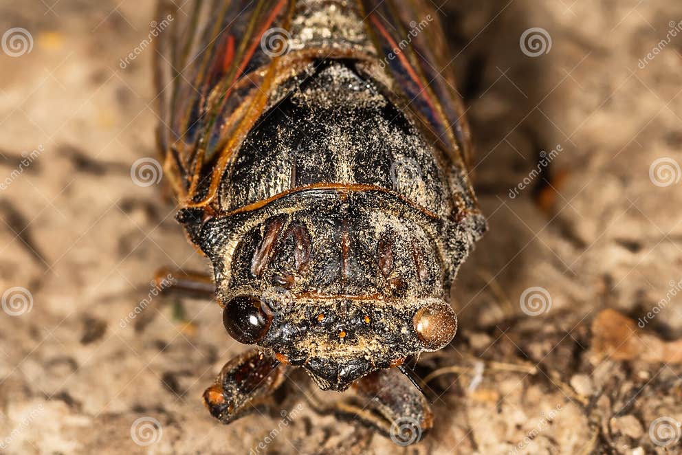 Insect Cicada Cicadoidea. Old Decayed Preparated Insect. Stock Photo ...