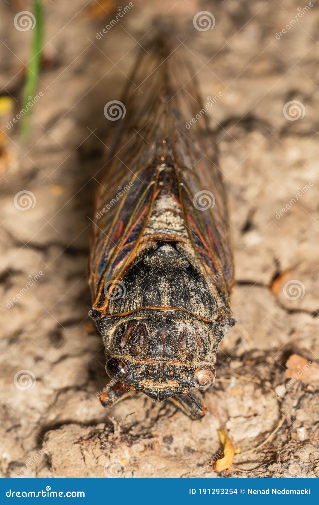 Insect Cicada Cicadoidea. Old Decayed Preparated Insect. Stock Photo ...