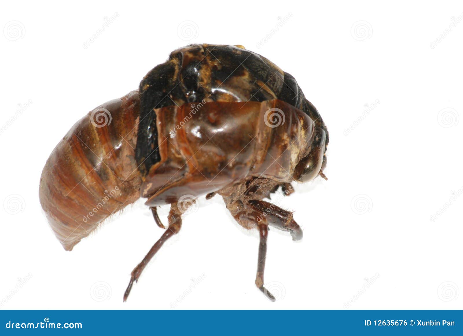 Insect cicada eclosion stock photo. Image of garden, alone - 12635676
