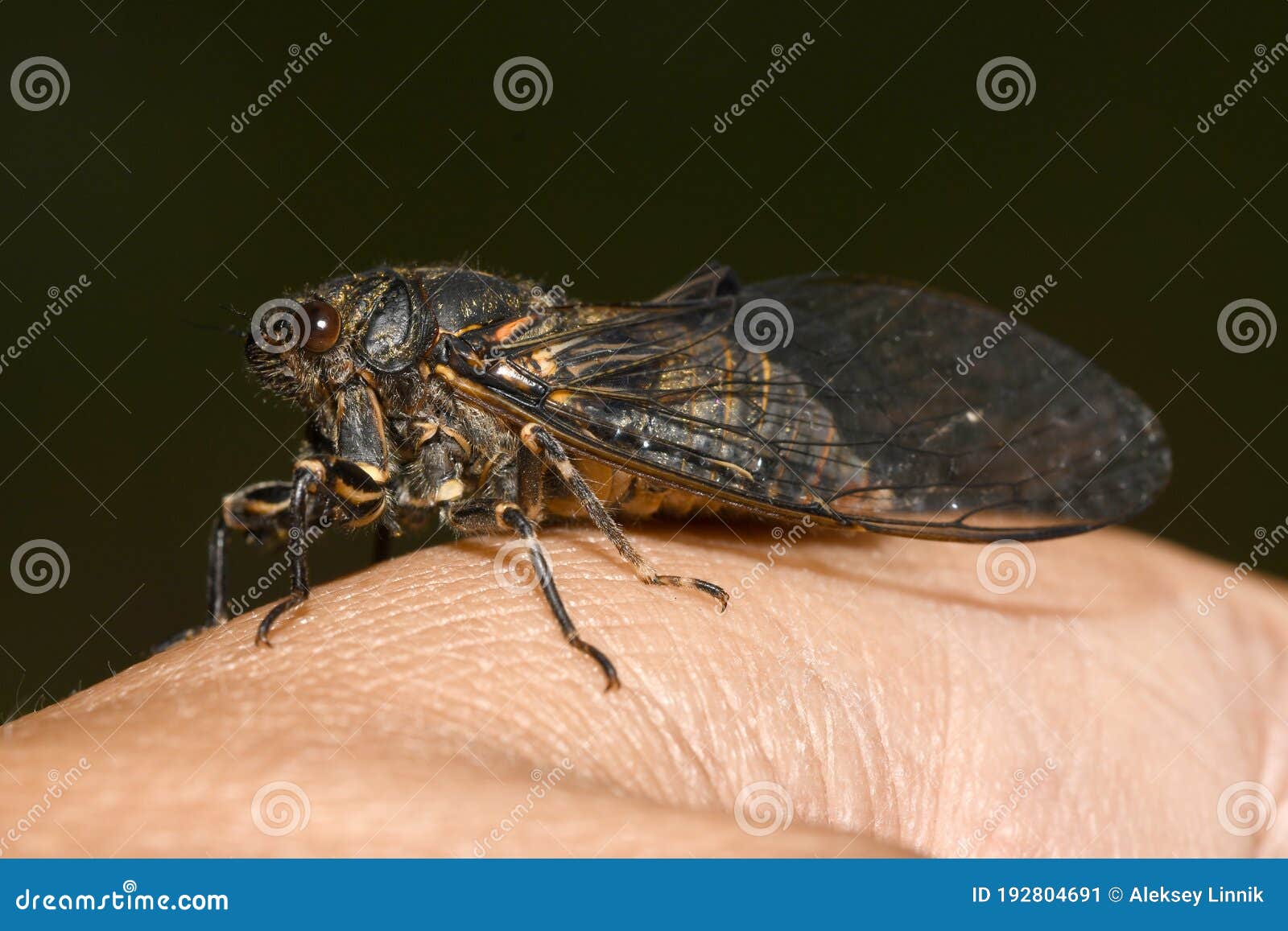 Insect Cicada on the hand stock image. Image of blade - 192804691