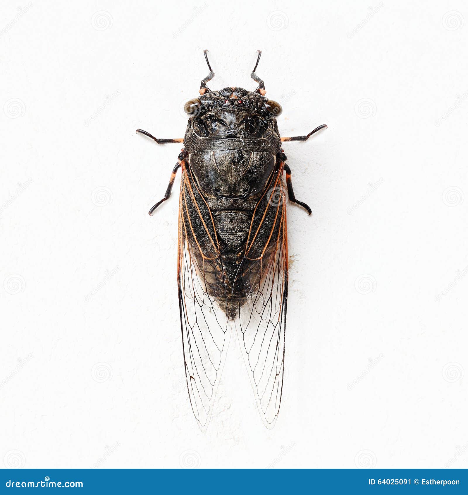 Insect Cicada Cicadoidea. Old Decayed Preparated Insect. Royalty-Free ...