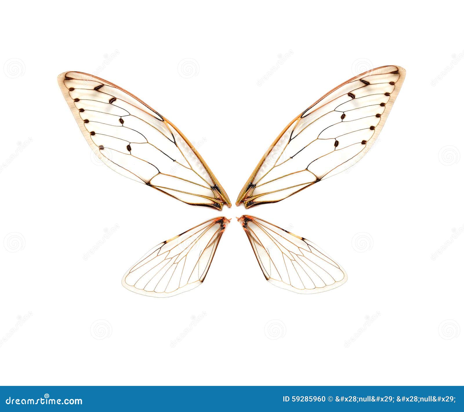 Insect Cicada Wing Isolated On White Background Royalty-Free Stock ...