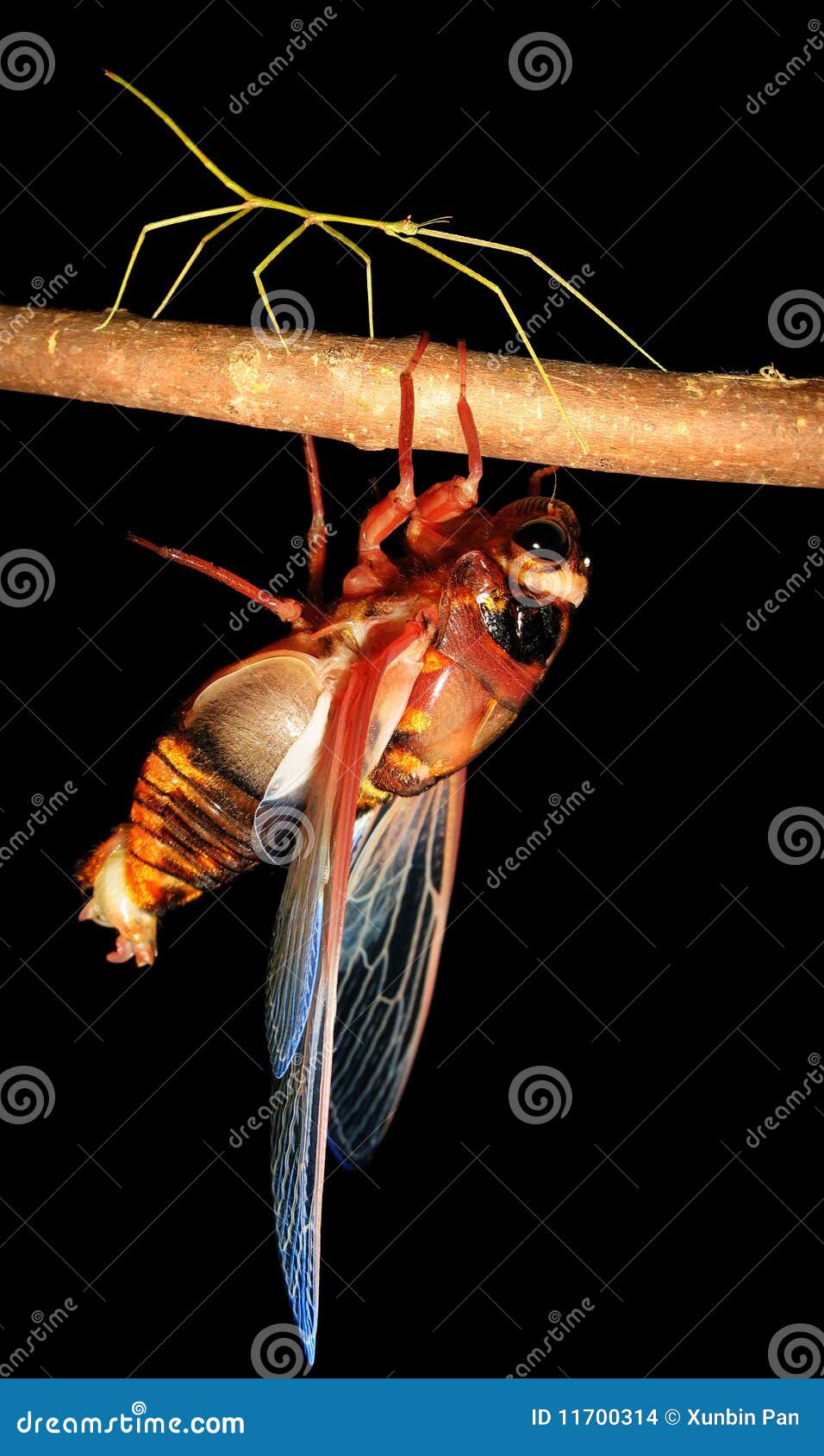 Insect Cicada Cicadoidea. Old Decayed Preparated Insect. Royalty-Free ...