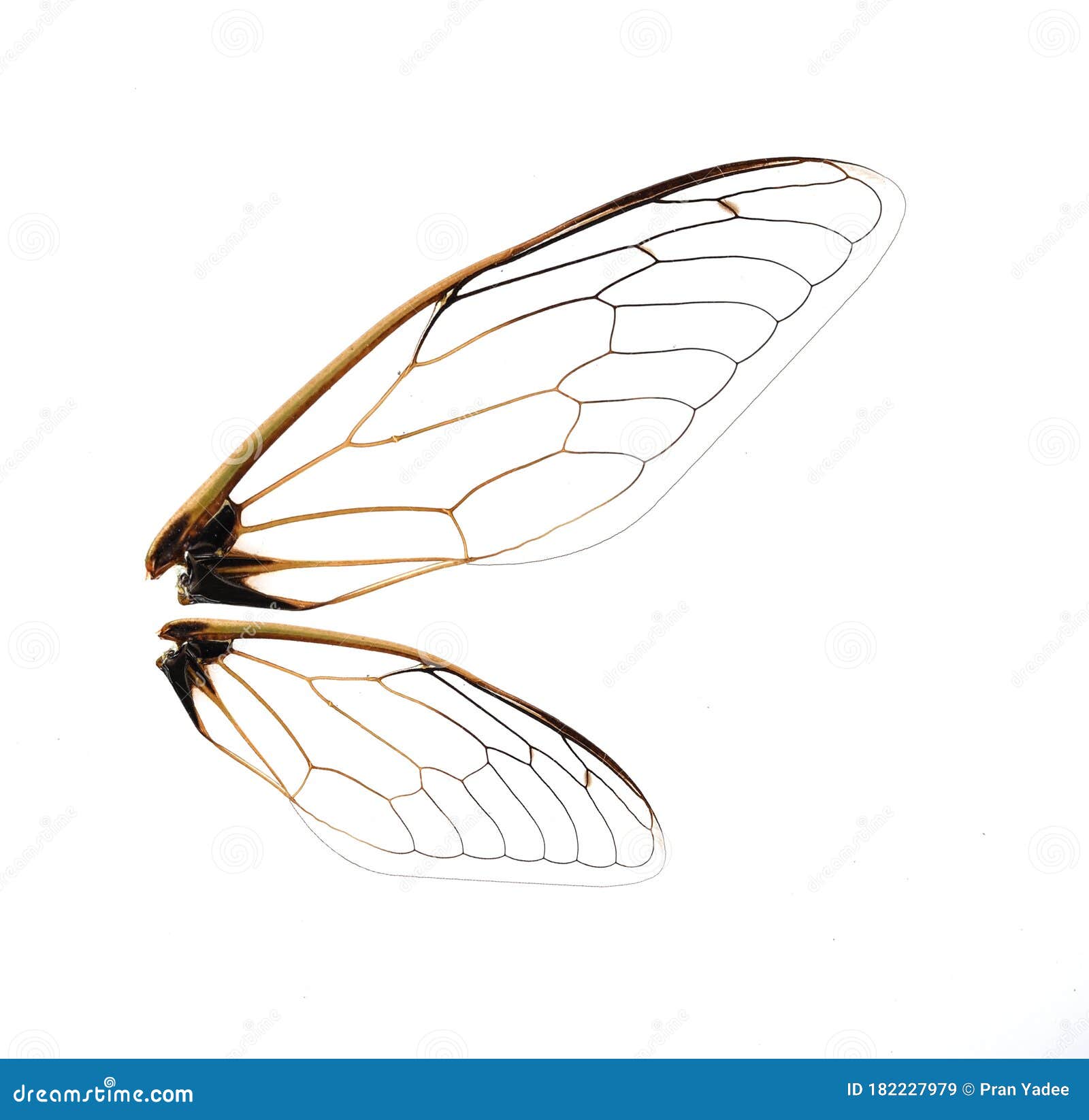 Insect Cicada Wing Isolated on White Background Stock Image - Image of ...