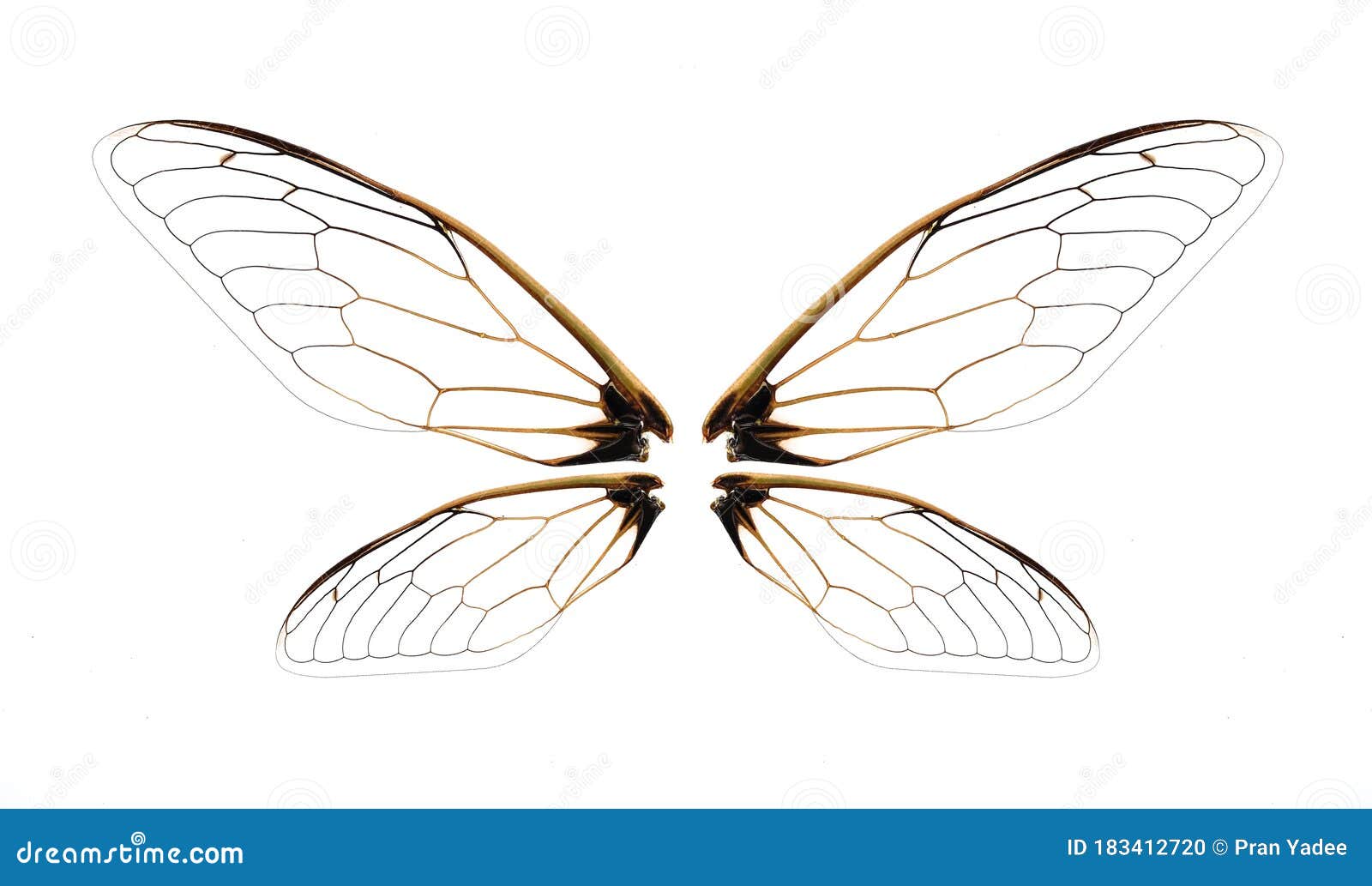 Cicada Wing Royalty-Free Stock Photography | CartoonDealer.com #14903627