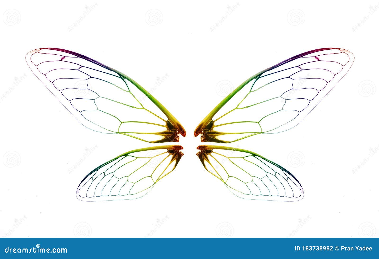 Insect Cicada Wing Isolated on White Background Stock Photo - Image of ...