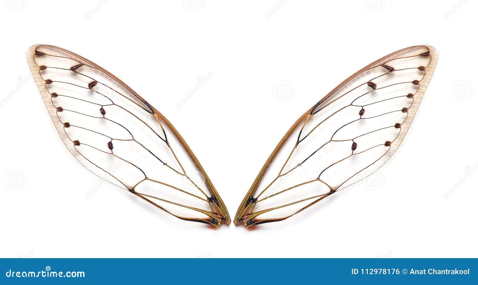 Insect cicada wings stock photo. Image of cicadomorpha - 112978176