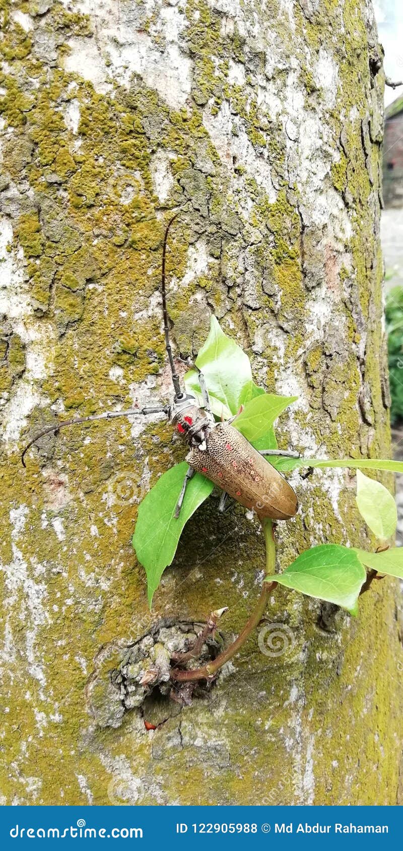 Insect stock photo. Image of climbing, nature, leaf - 122905988