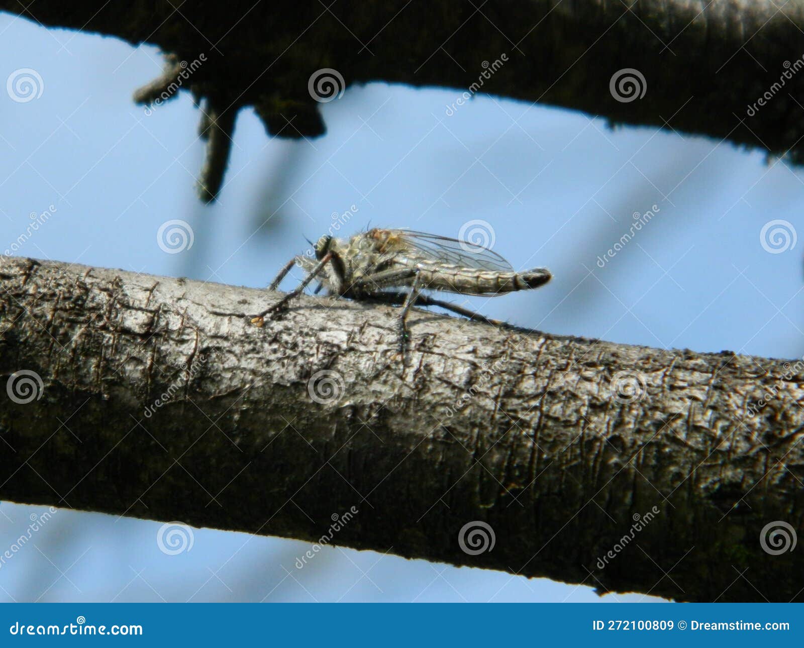 Insect Climbs Up with the Last of Its Strength Stock Image - Image of ...