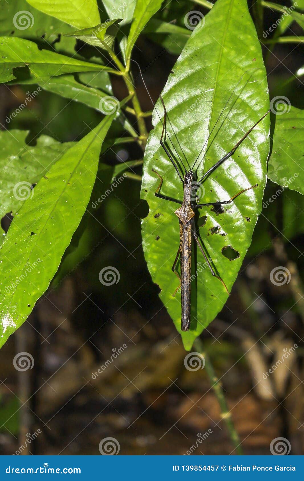 Insect stick on leaf stock image. Image of hide, conceal - 139854457