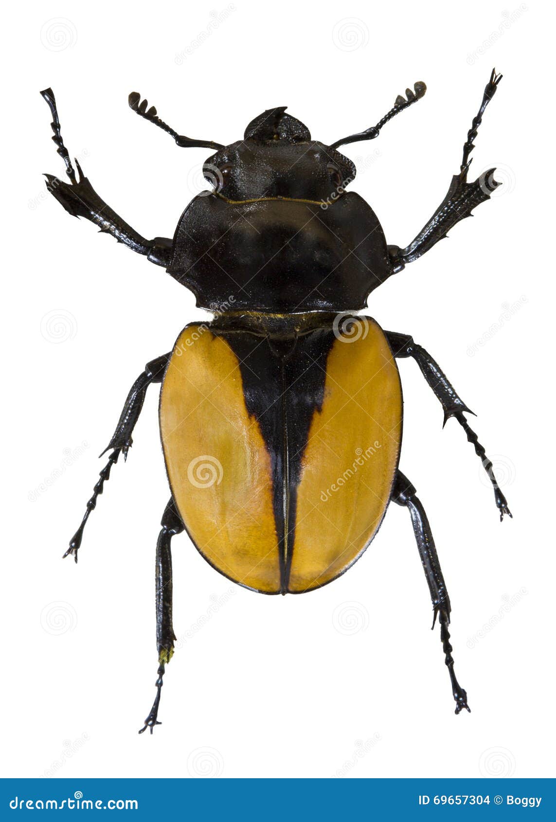 Insect stock photo. Image of single, entomology, arthropod - 69657304