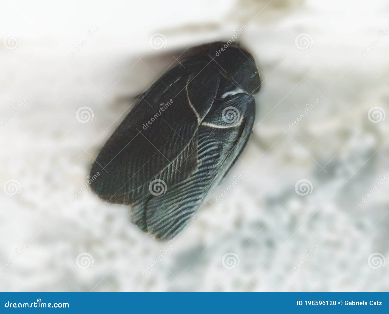 Insect in closeup stock photo. Image of butterfly, overhead - 198596120