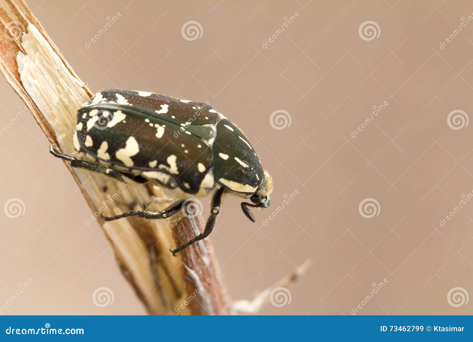 Insect Closeup and Isolated on Light Brown Stock Image - Image of ...