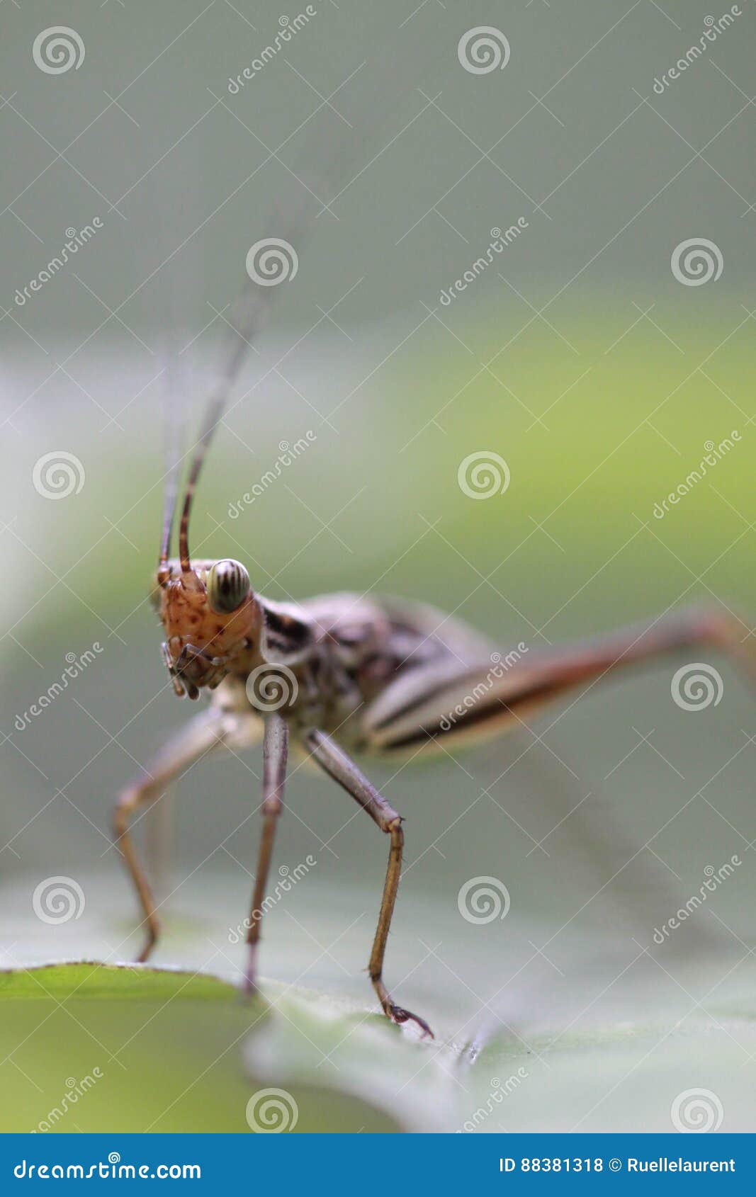 Insect closeup stock photo. Image of legs, macro, insects - 88381318