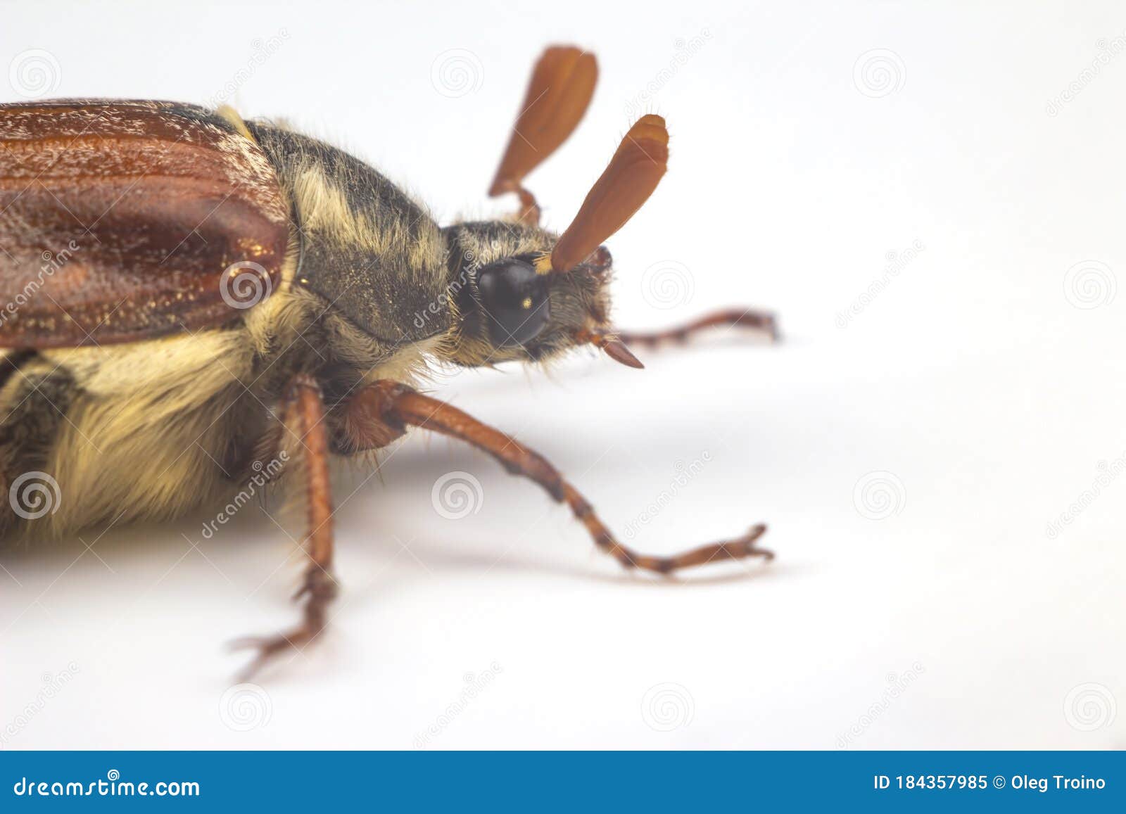 Insect Cockchafer on a White Background. Insects and Zoology Stock ...