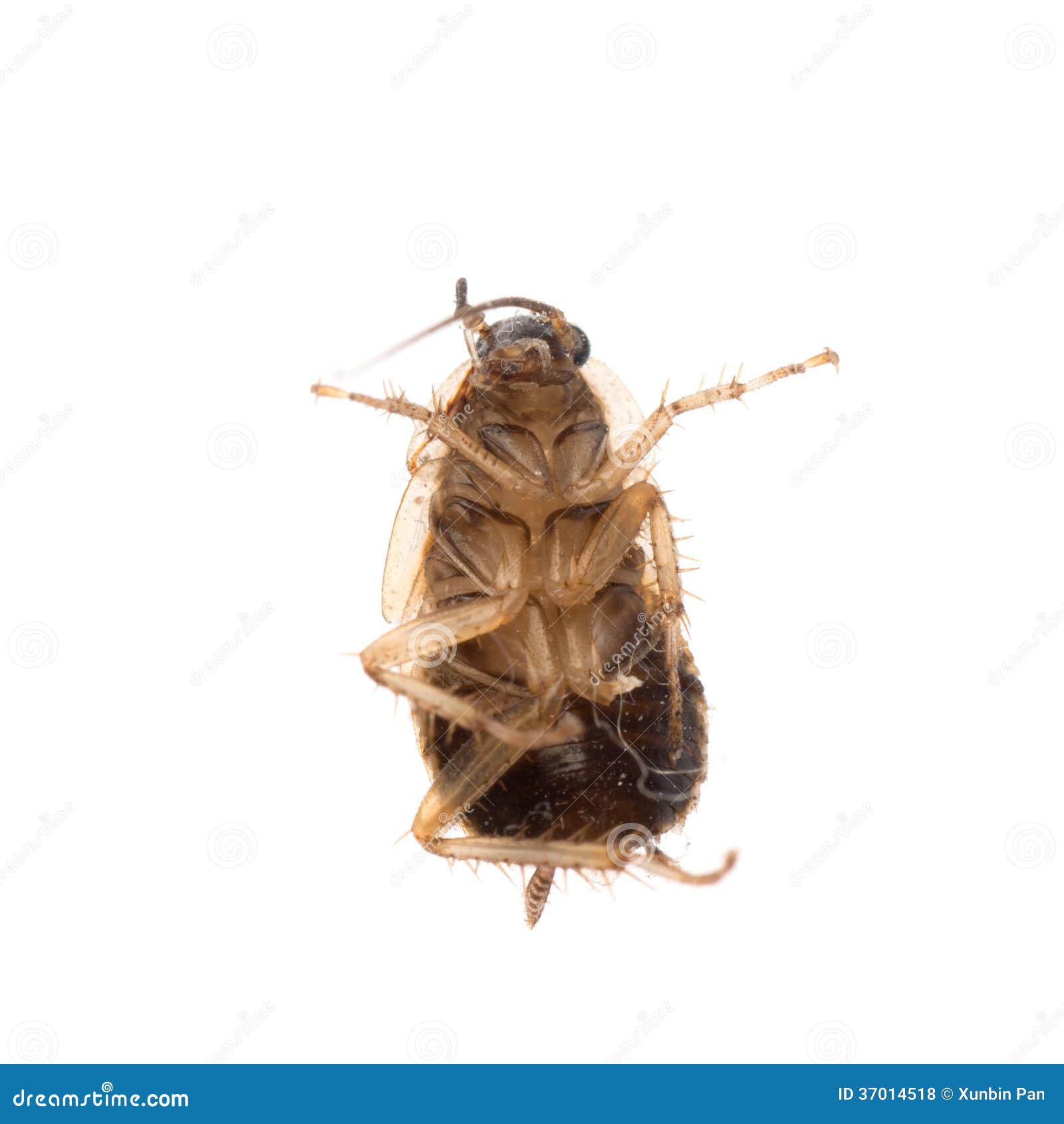 Insect cockroach pest bug stock photo. Image of creature - 37014518