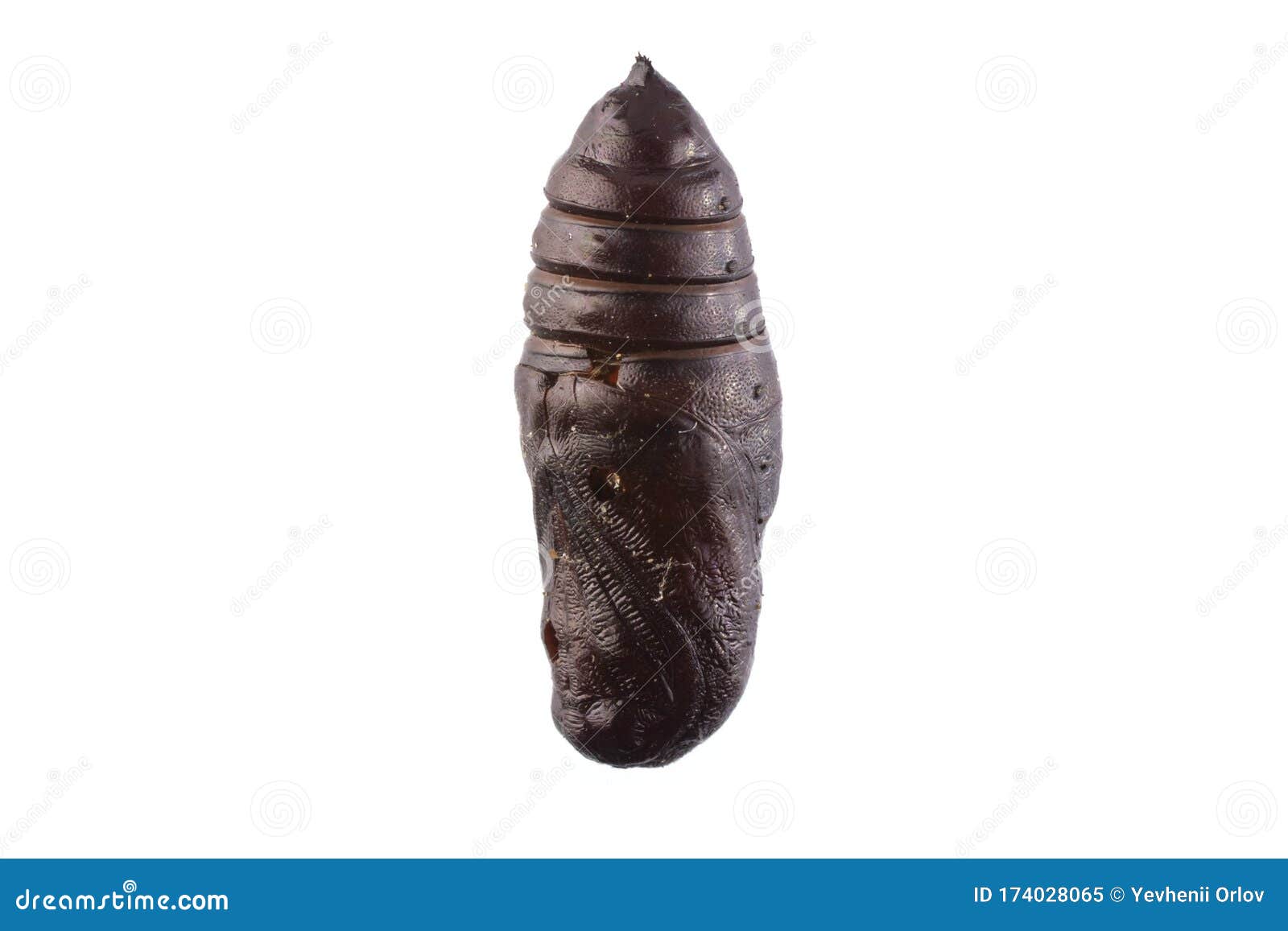 Insect Cocoon Closeup on a White Background Stock Image - Image of ...