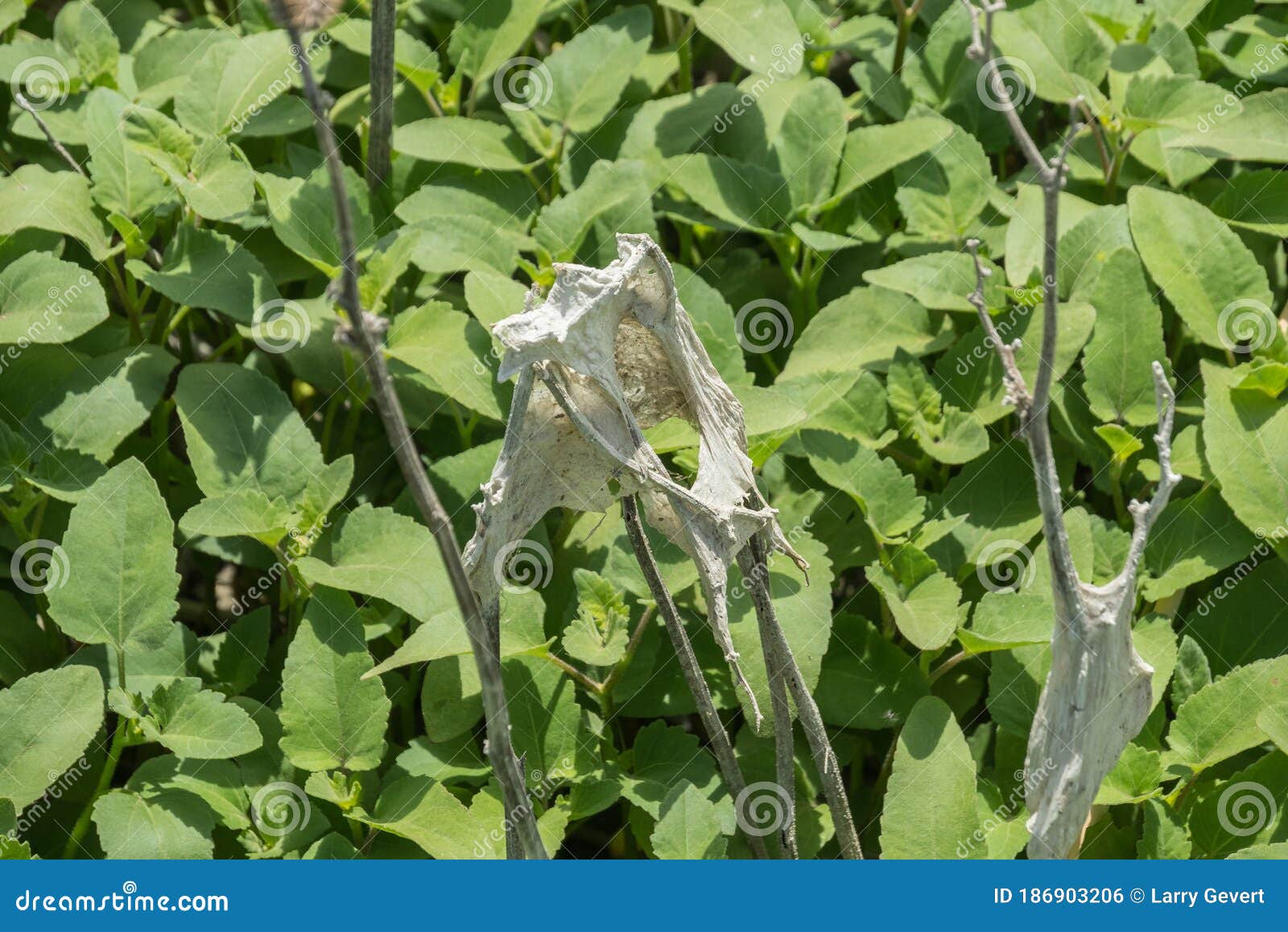 Insect cocoon is empty stock photo. Image of case, ecology - 186903206