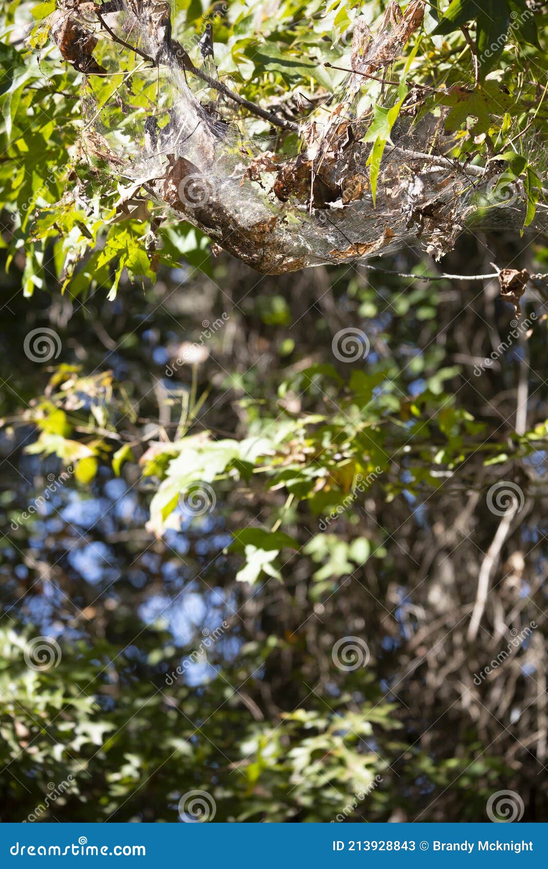 Insect Cocoon on a plant stock image. Image of hanging - 213928843