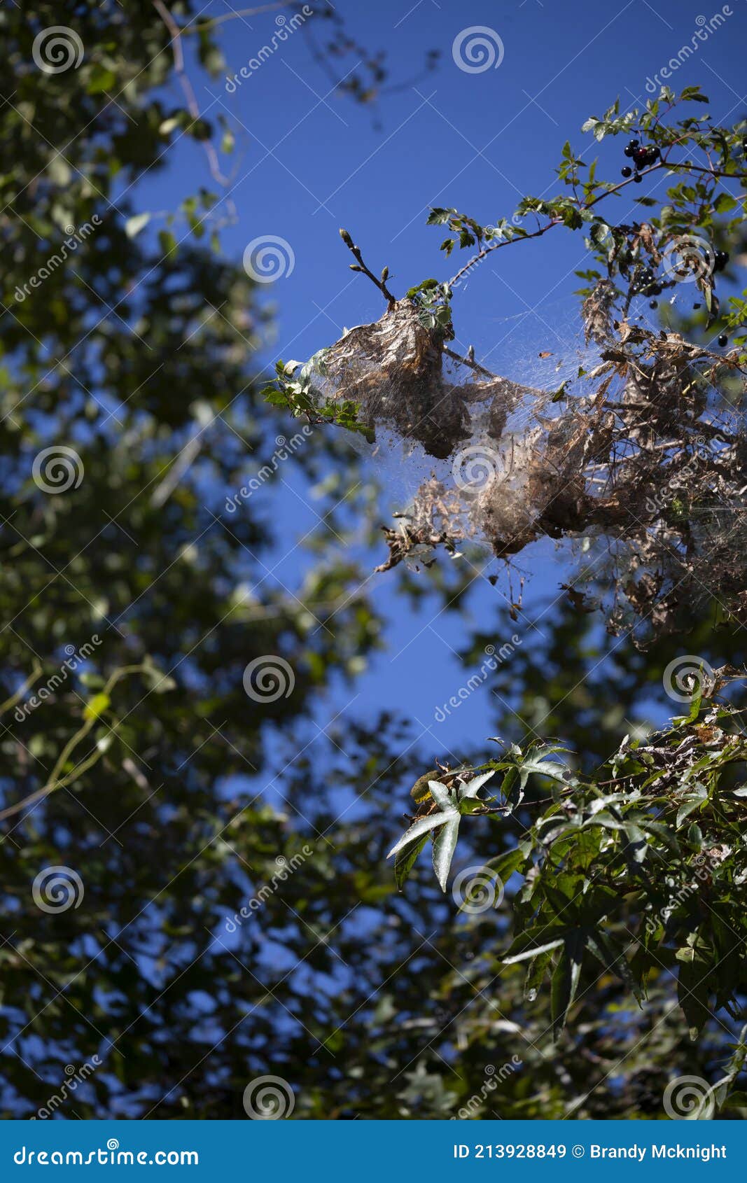Insect Cocoon Hanging stock image. Image of organic - 213928849