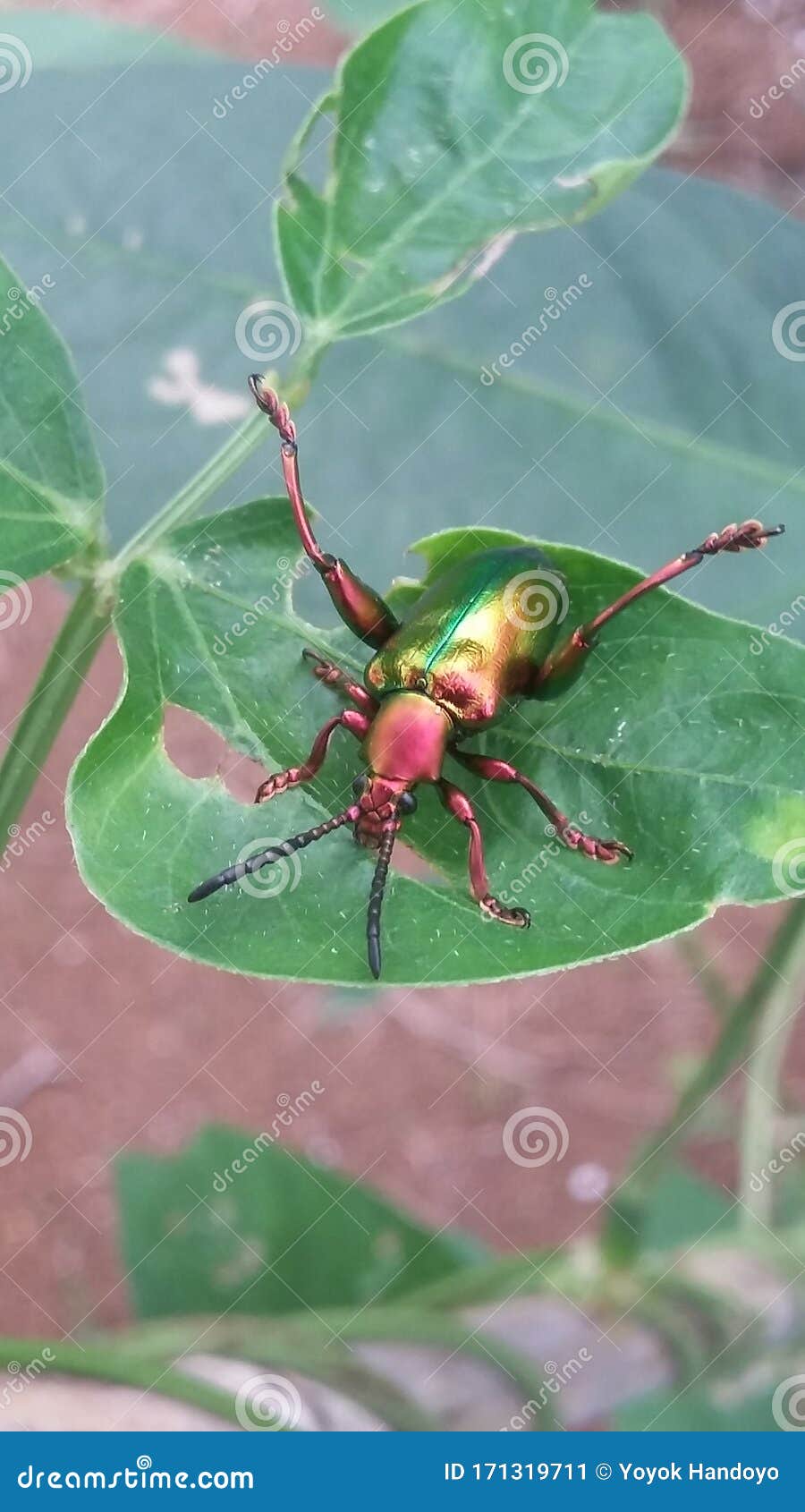 Insect Coleoptera Polyphaga Stock Image - Image of insect, pest: 171319711