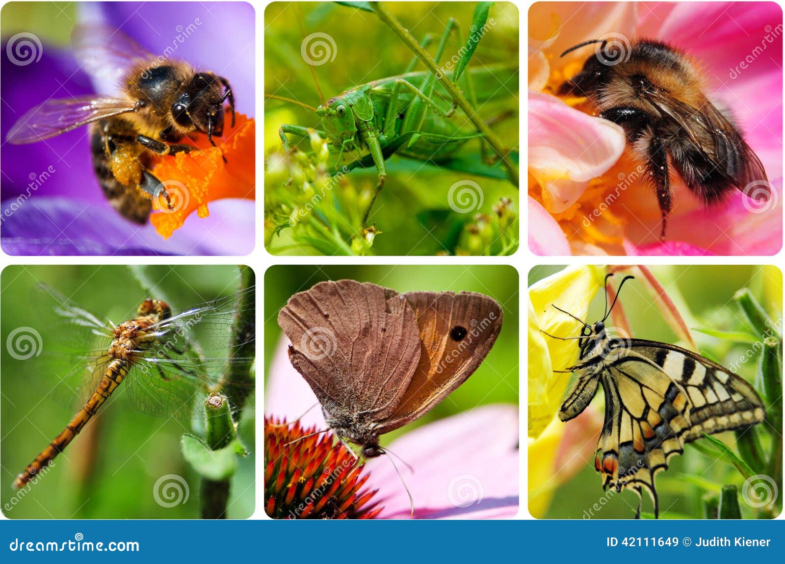 Insect Collage Stock Photo - Image: 42111649