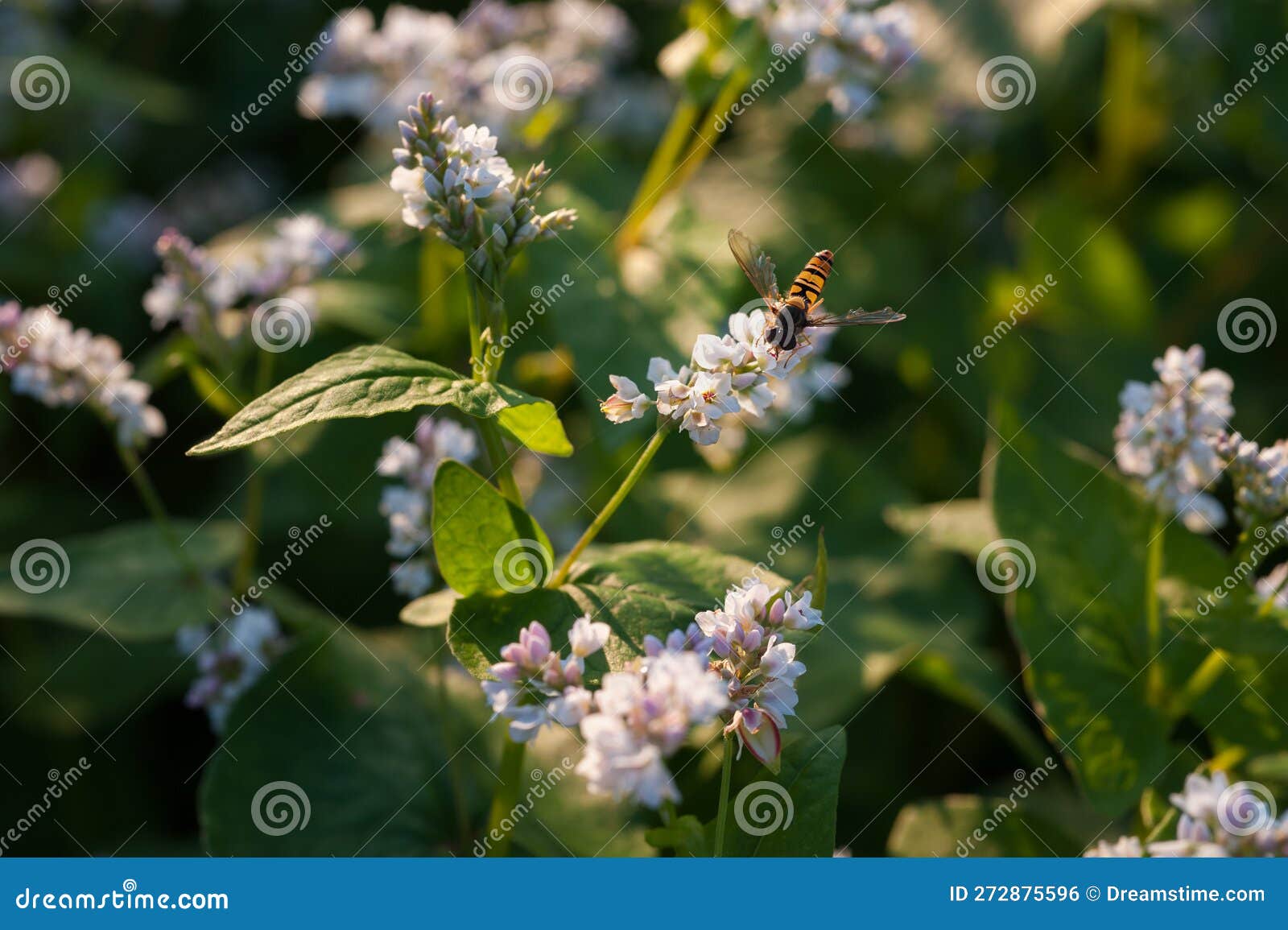 Insect Collecting Nectar on Buckwheat Stock Photo - Image of keeping ...