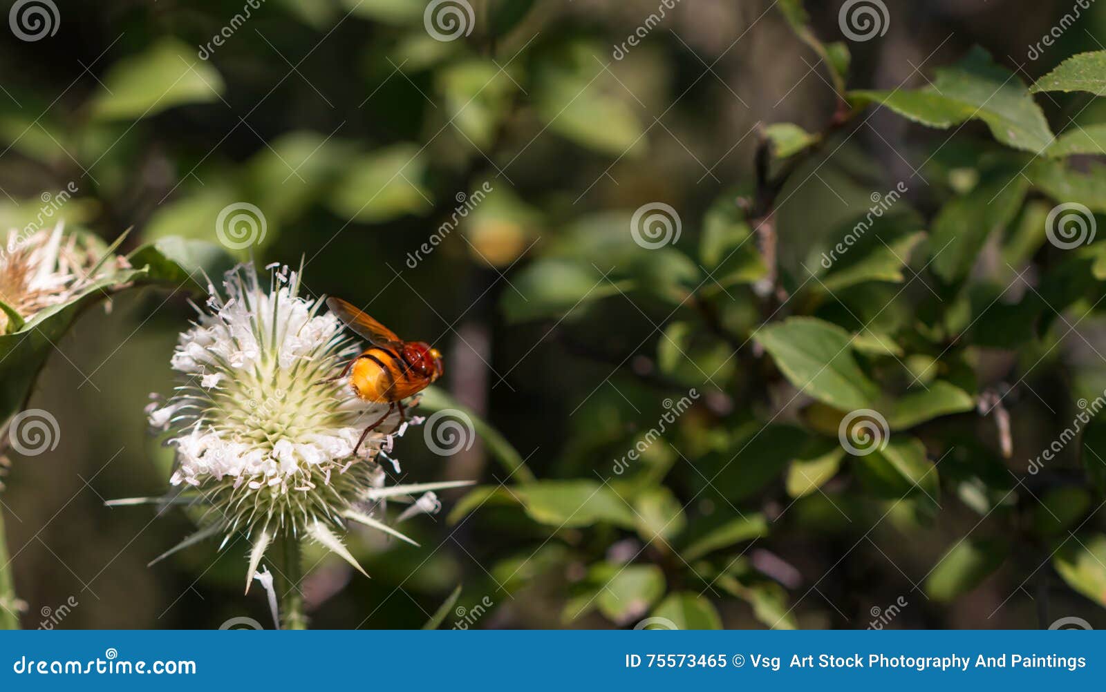 Insect Collecting Pollen from Plant Stock Image - Image of green ...