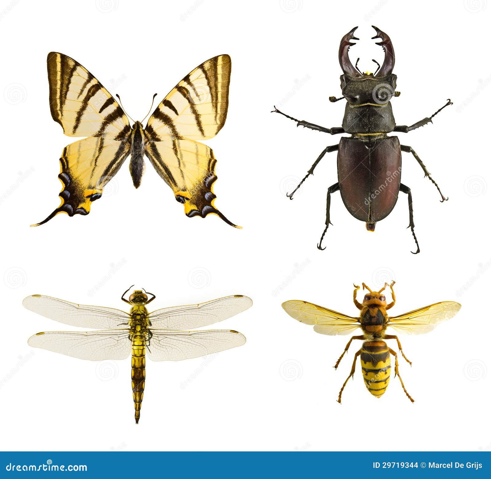 Insect collection stock photo. Image of insect, white - 29719344
