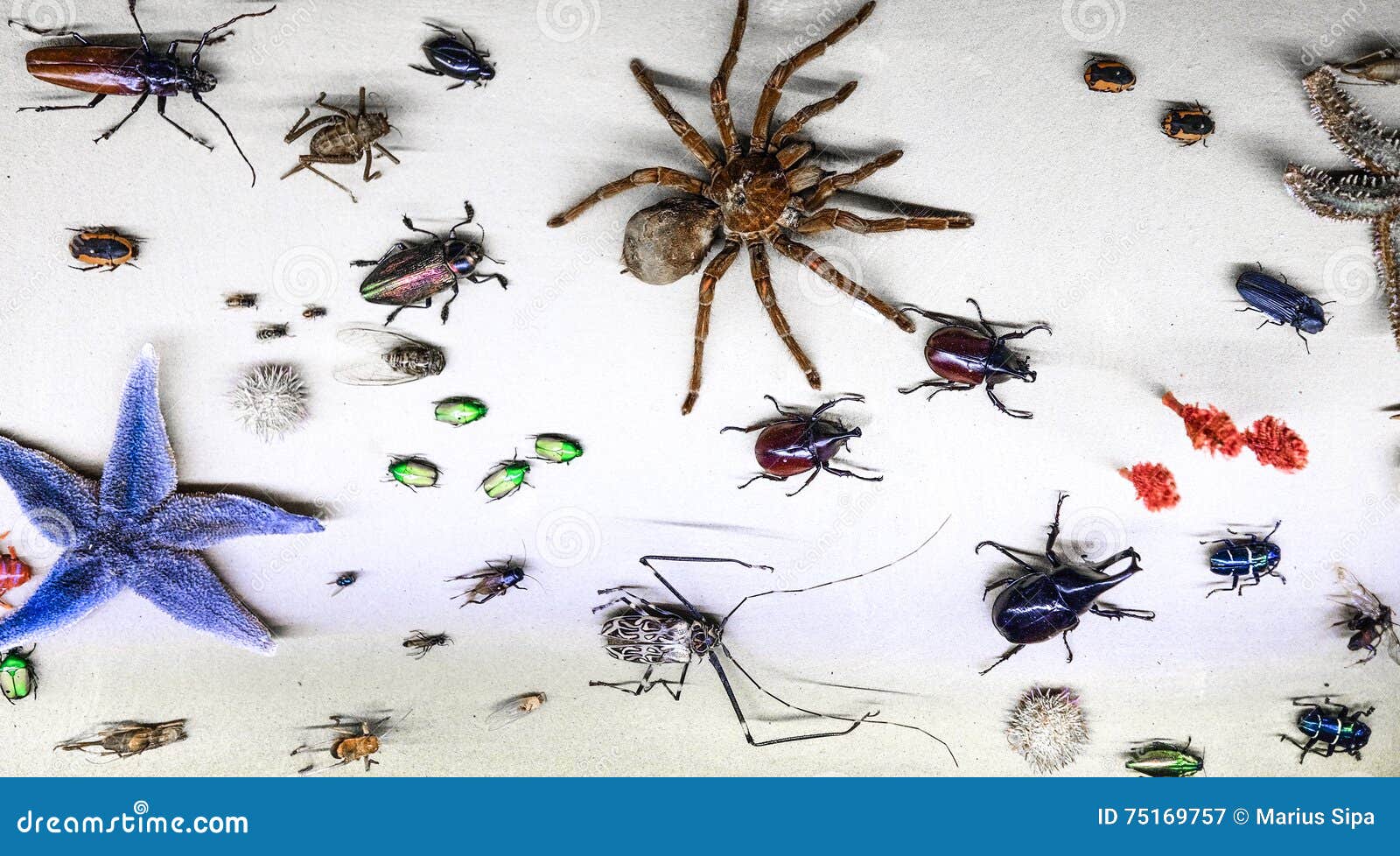 The Insect Collection stock image. Image of insect, cockroach - 75169757