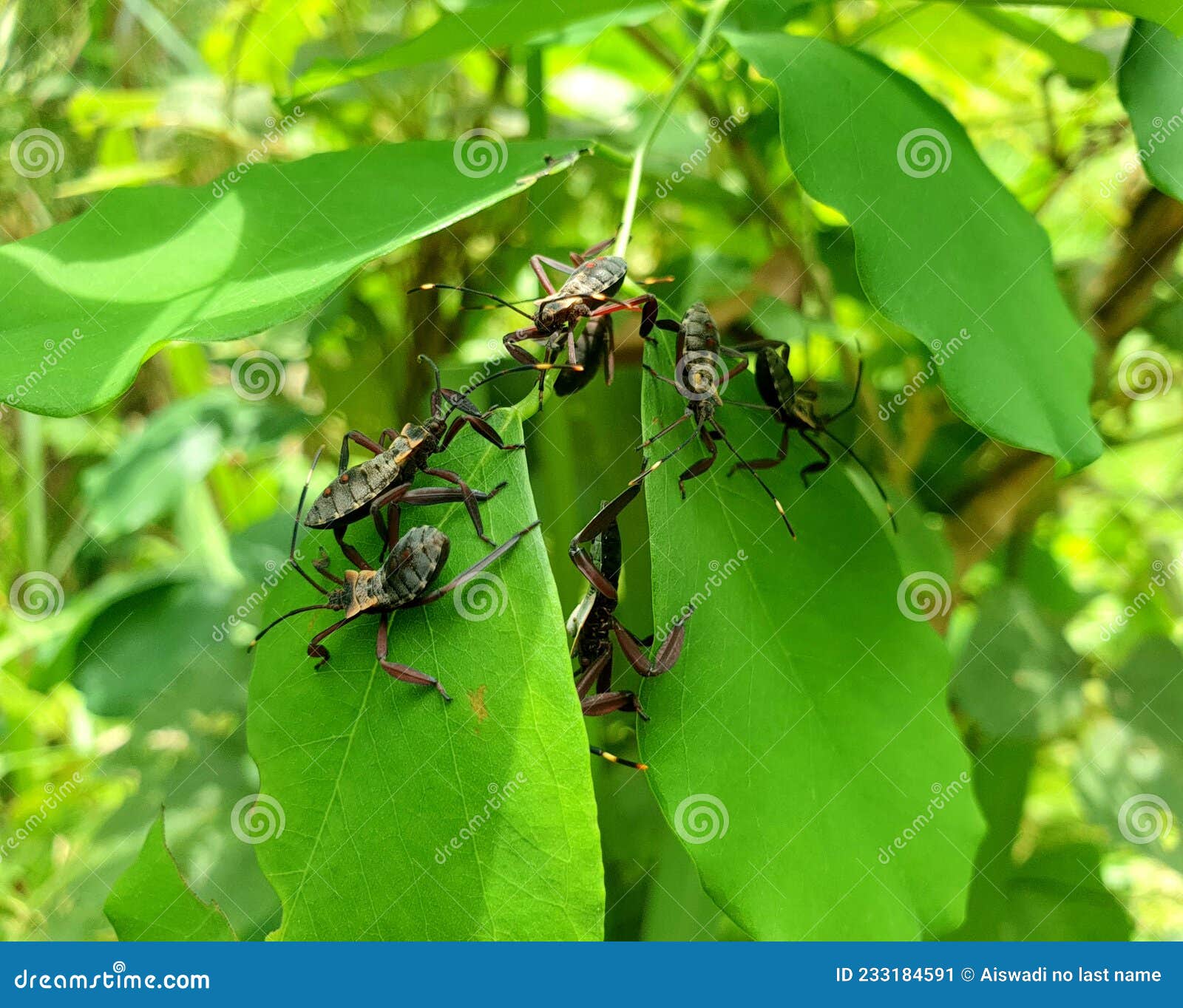 Insect Colonies on the Leaves Stock Image - Image of pest, colonies ...