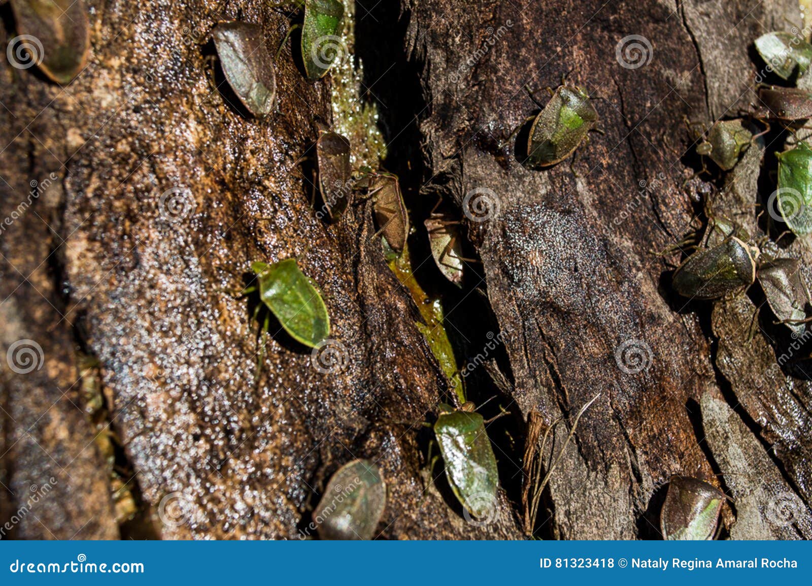Insect colony stock photo. Image of amphibian, colony - 81323418
