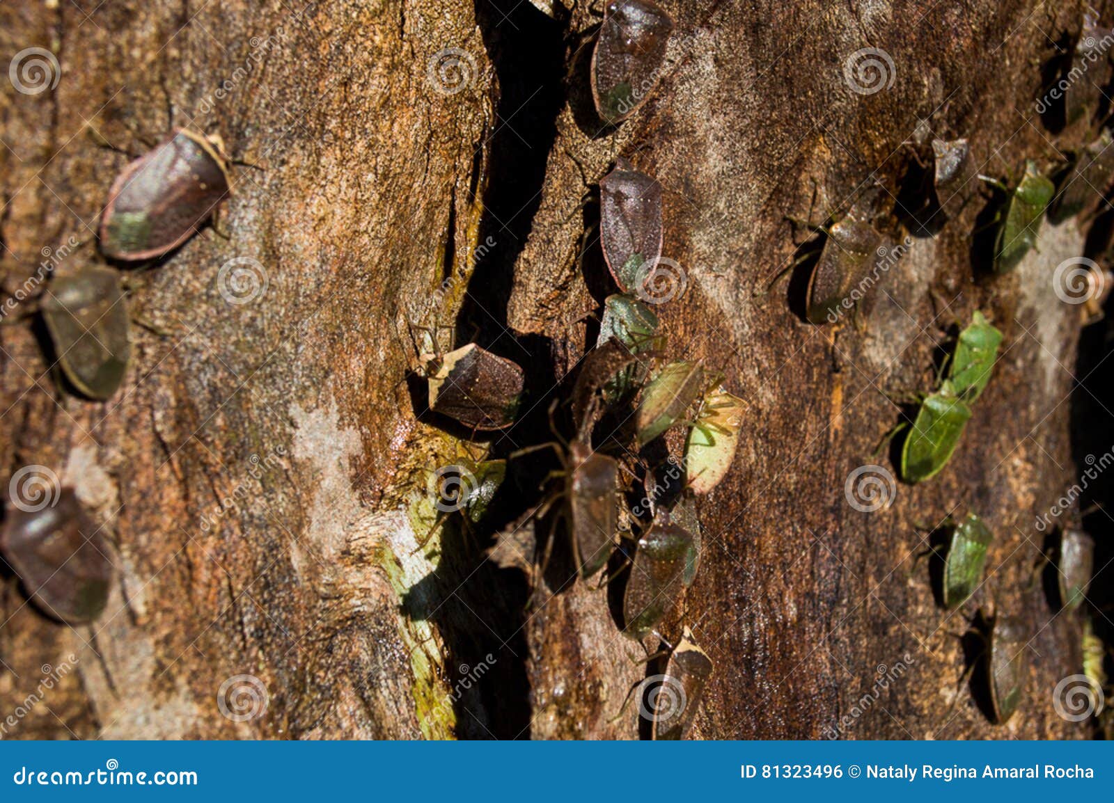 Insect colony stock photo. Image of wood, small, animals - 81323496