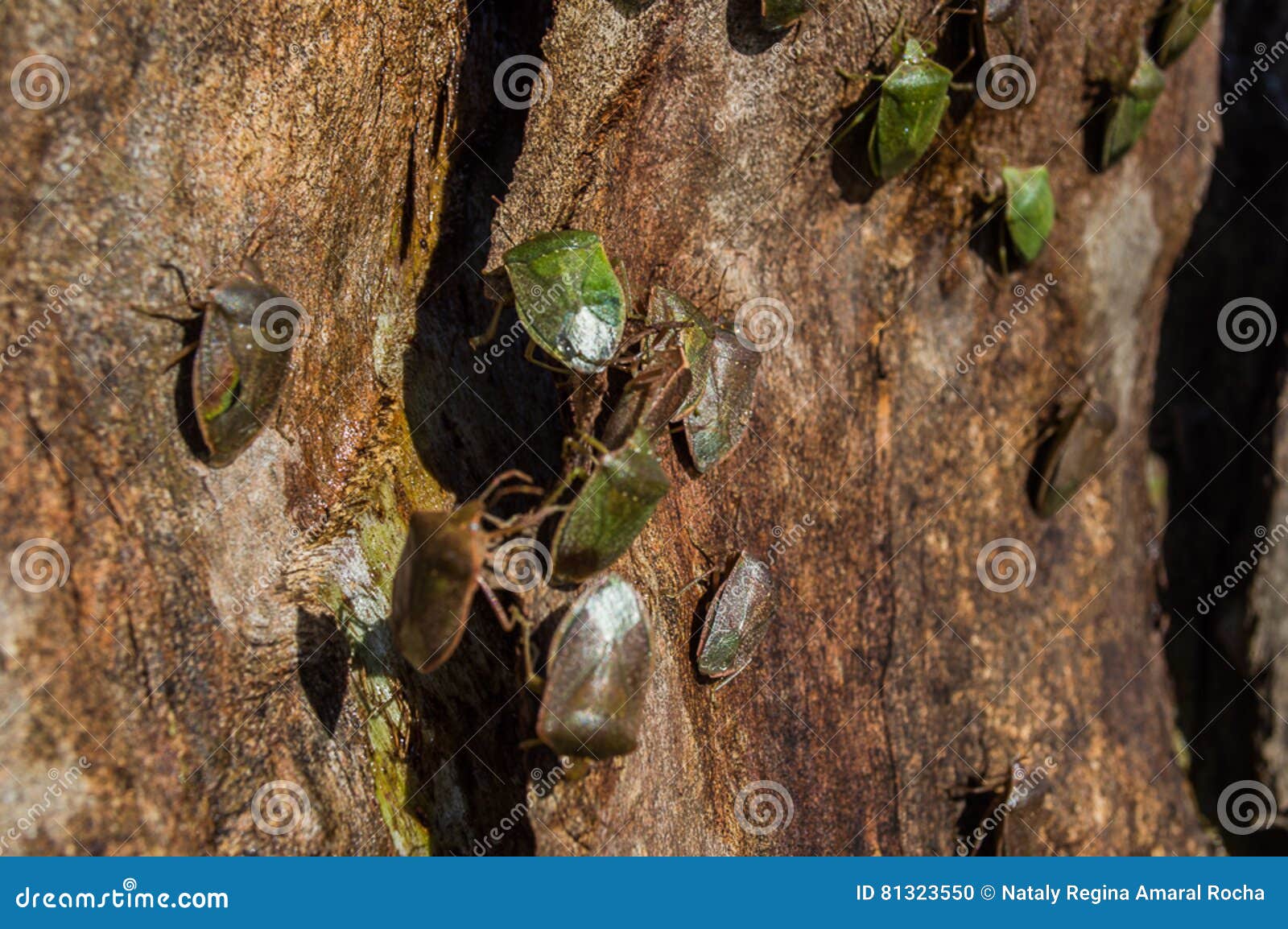 Insect colony stock photo. Image of green, brown, tree - 81323550