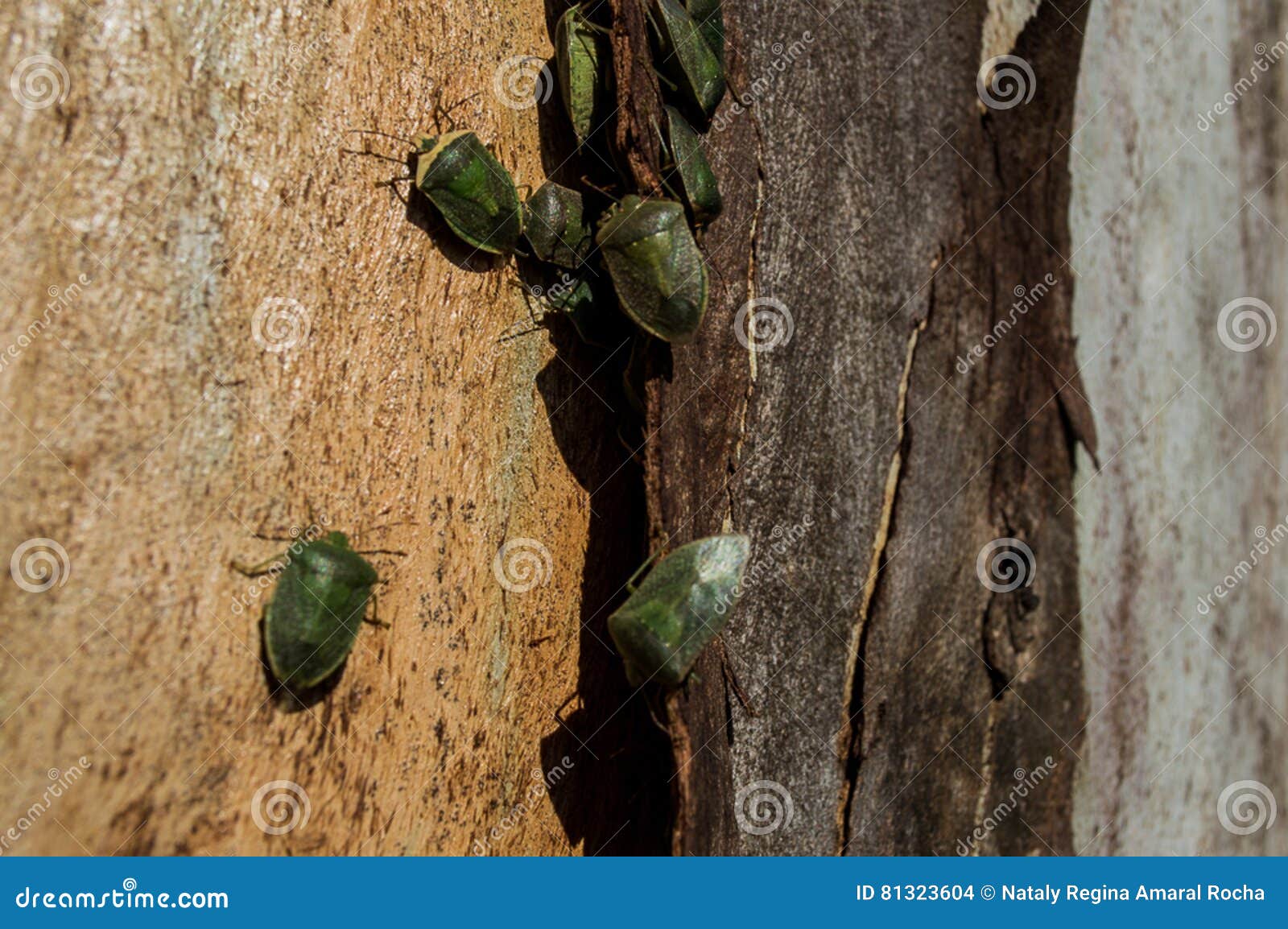 Insect colony stock photo. Image of brown, flora, plant - 81323604