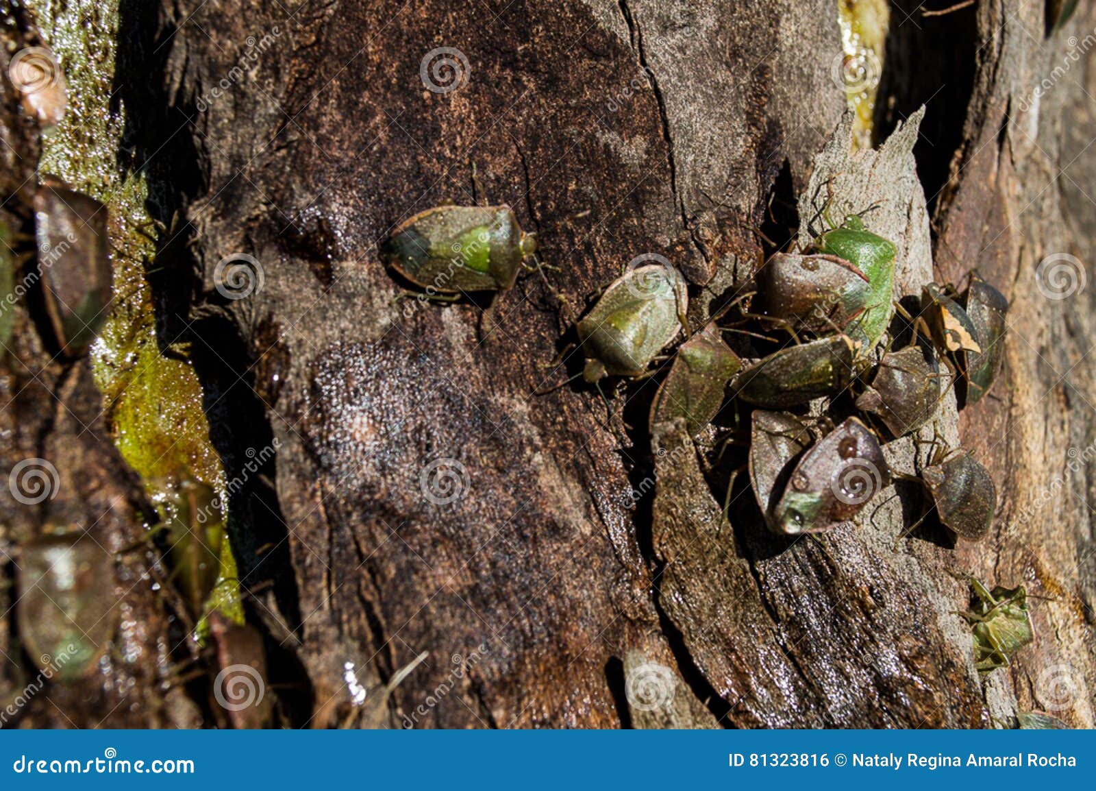 Insect colony stock photo. Image of plant, green, nature - 81323816