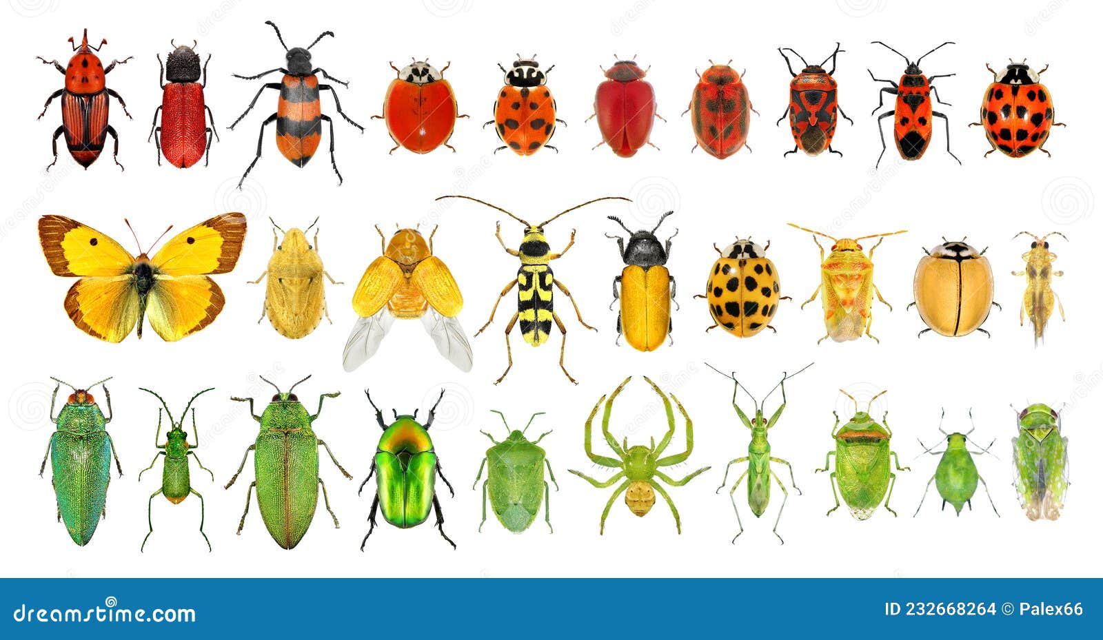 Insect color diversity stock photo. Image of rhynchophorus - 232668264