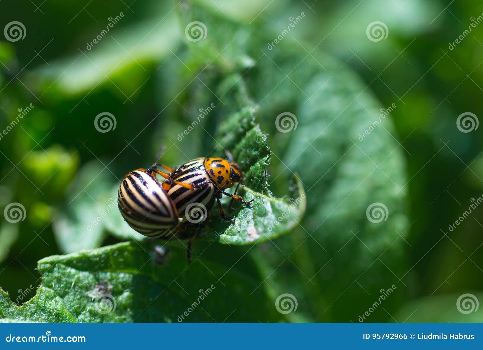Insect Colorado beetle stock photo. Image of agronomy - 95792966