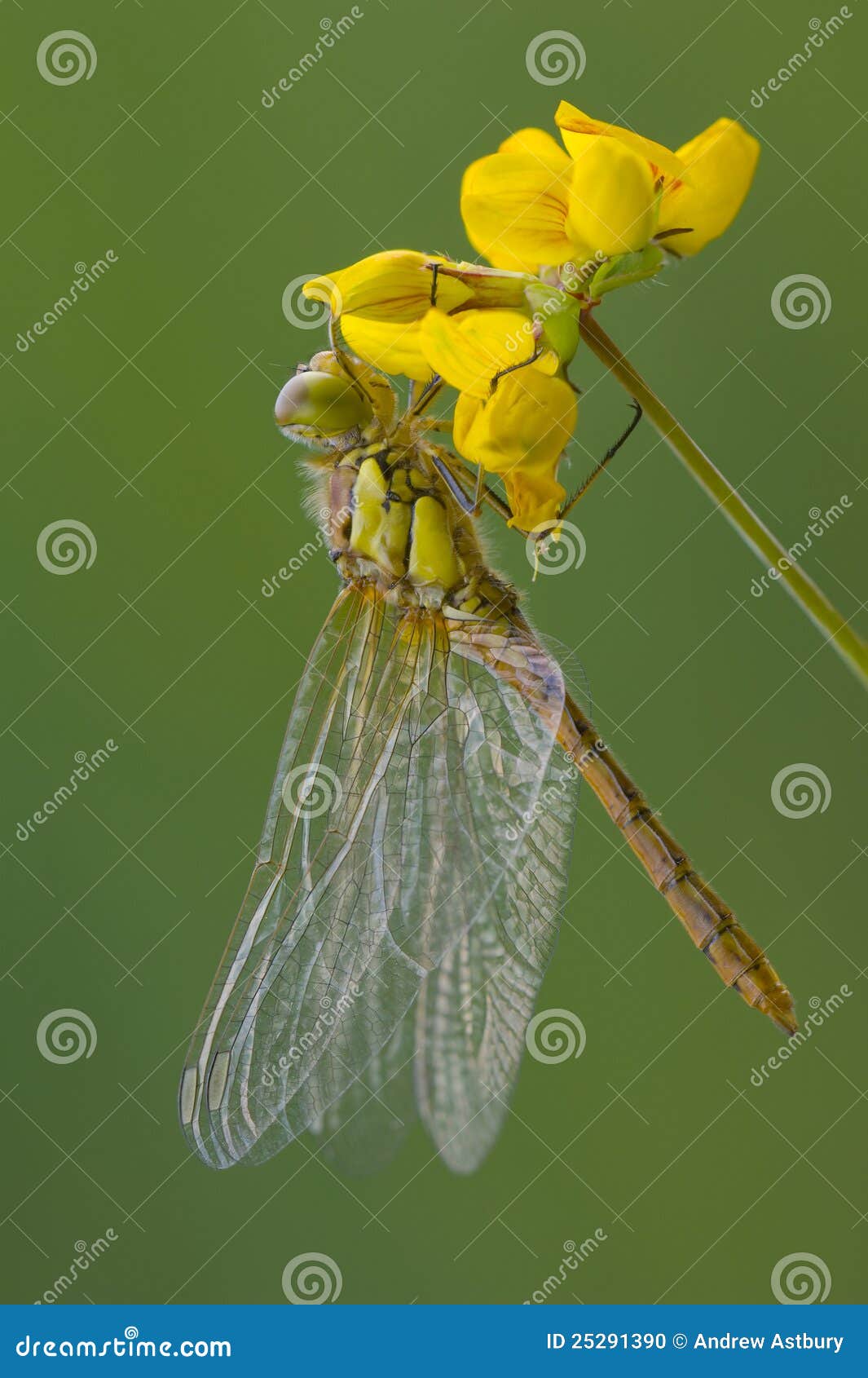 Insect - Common Darter Dragonfly Stock Photo - Image of closeup ...