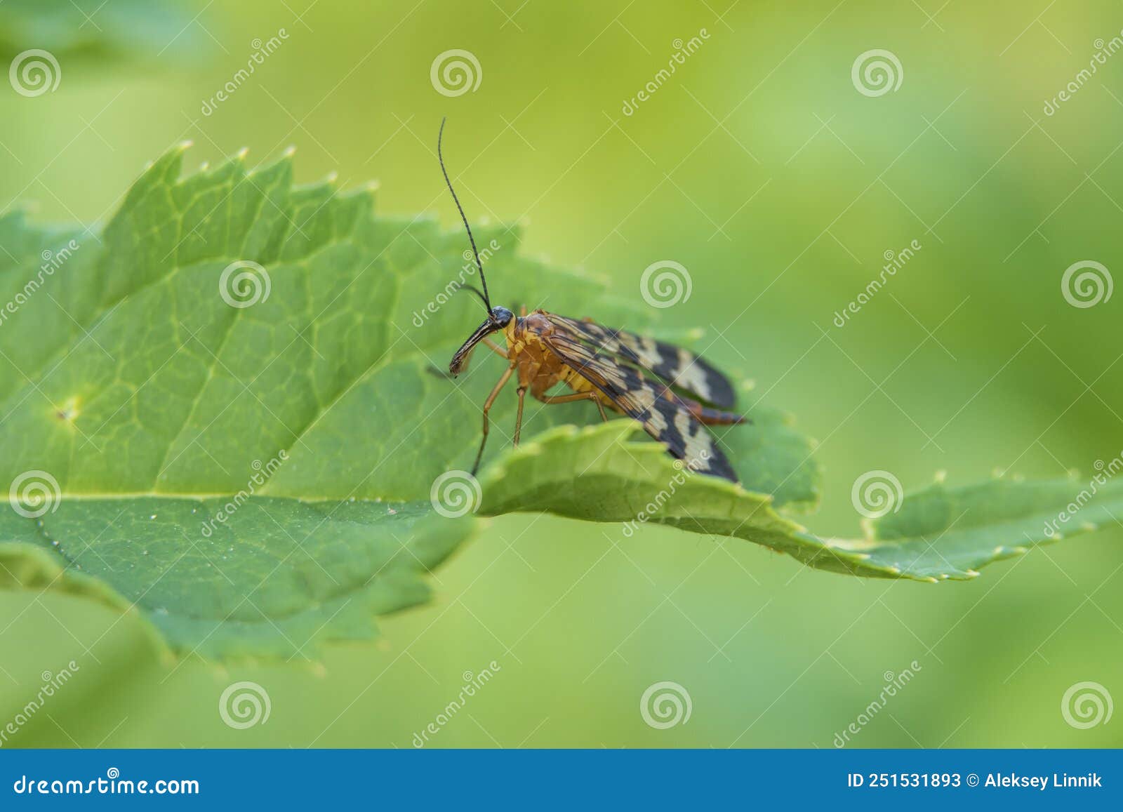 Insect Common Scorpion on a Leaf Stock Image - Image of scorpion ...