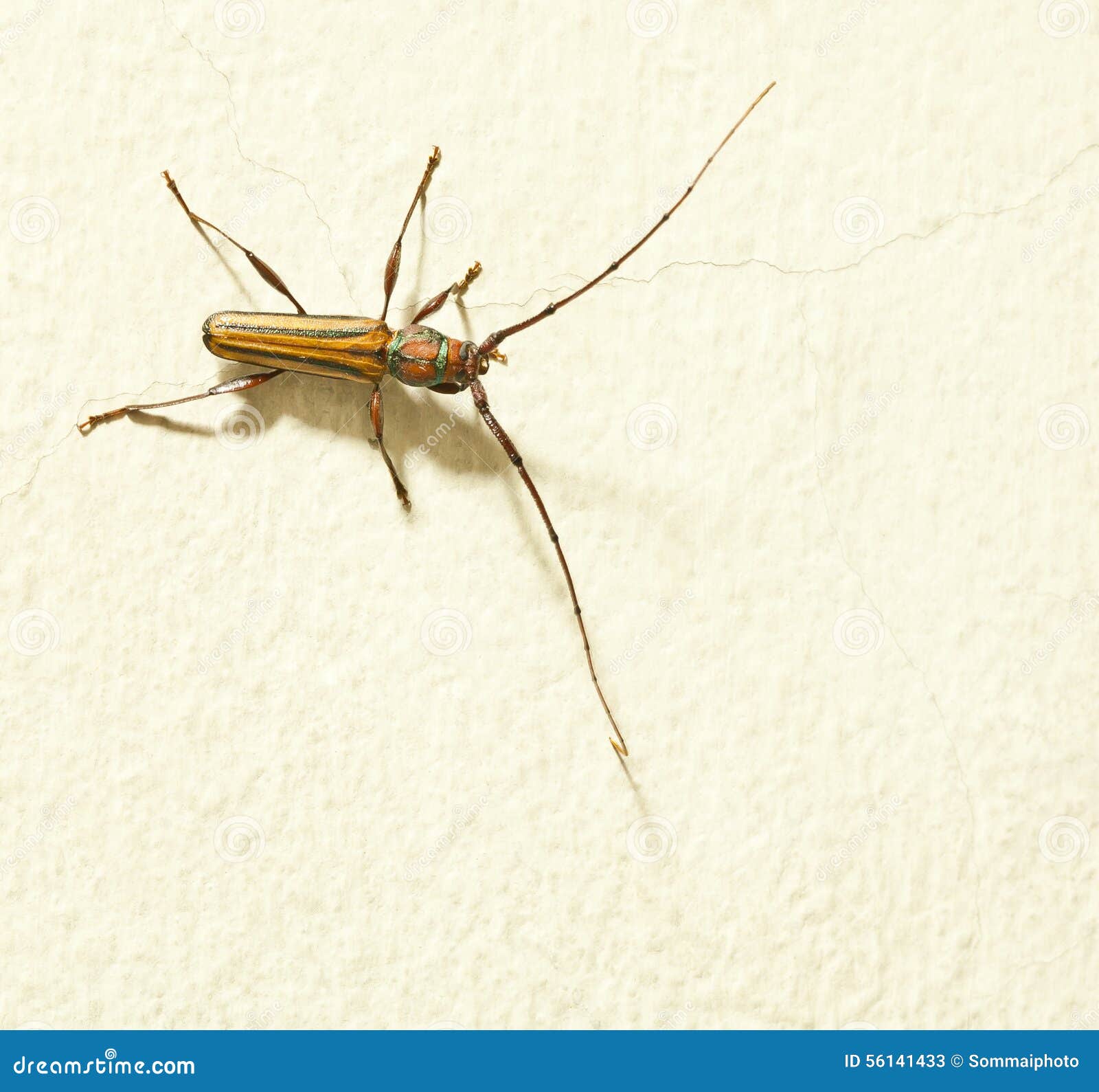 Insect stock image. Image of wall, zoomshot, nature, insect - 56141433